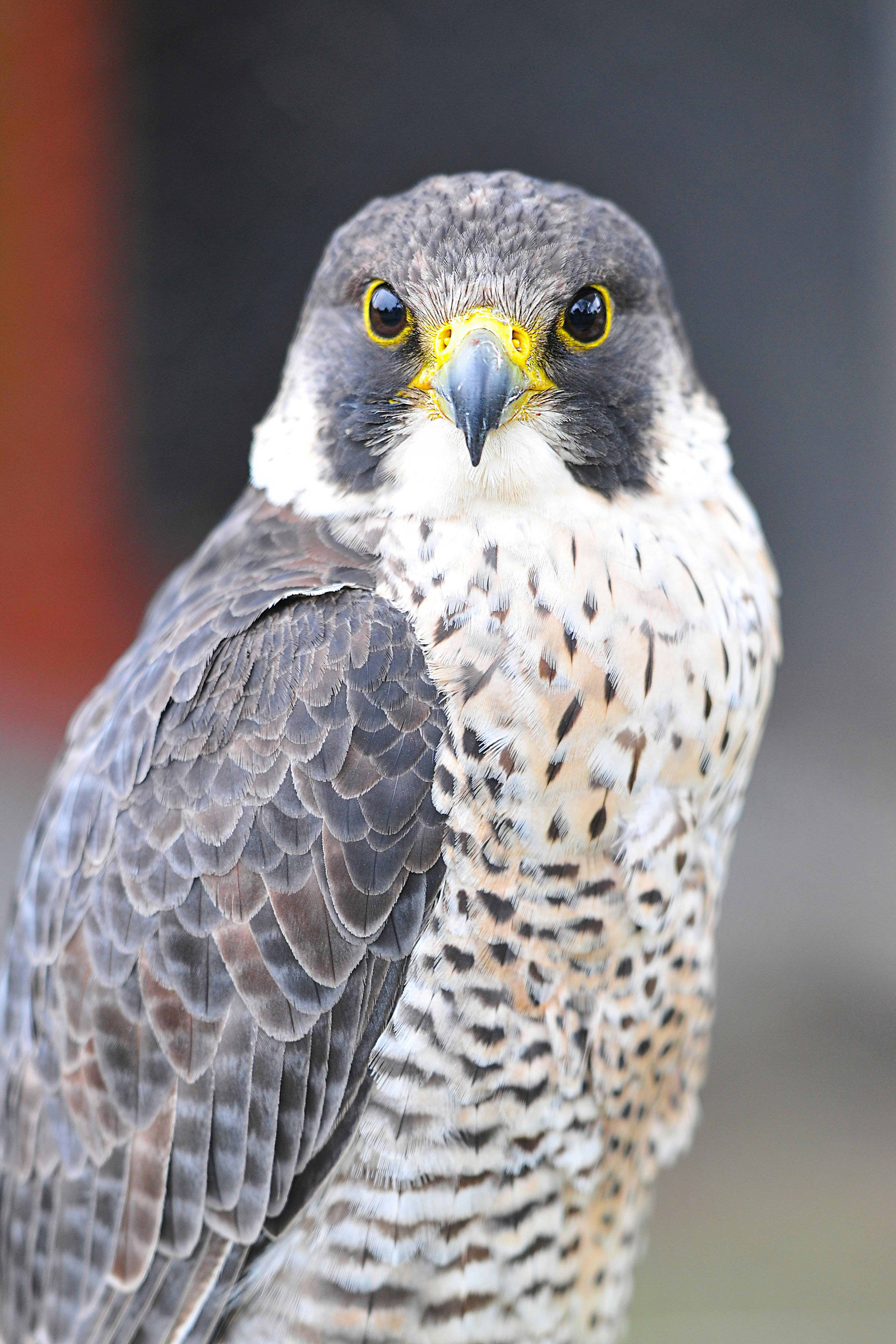 Falcon Close Up · Free Stock Photo