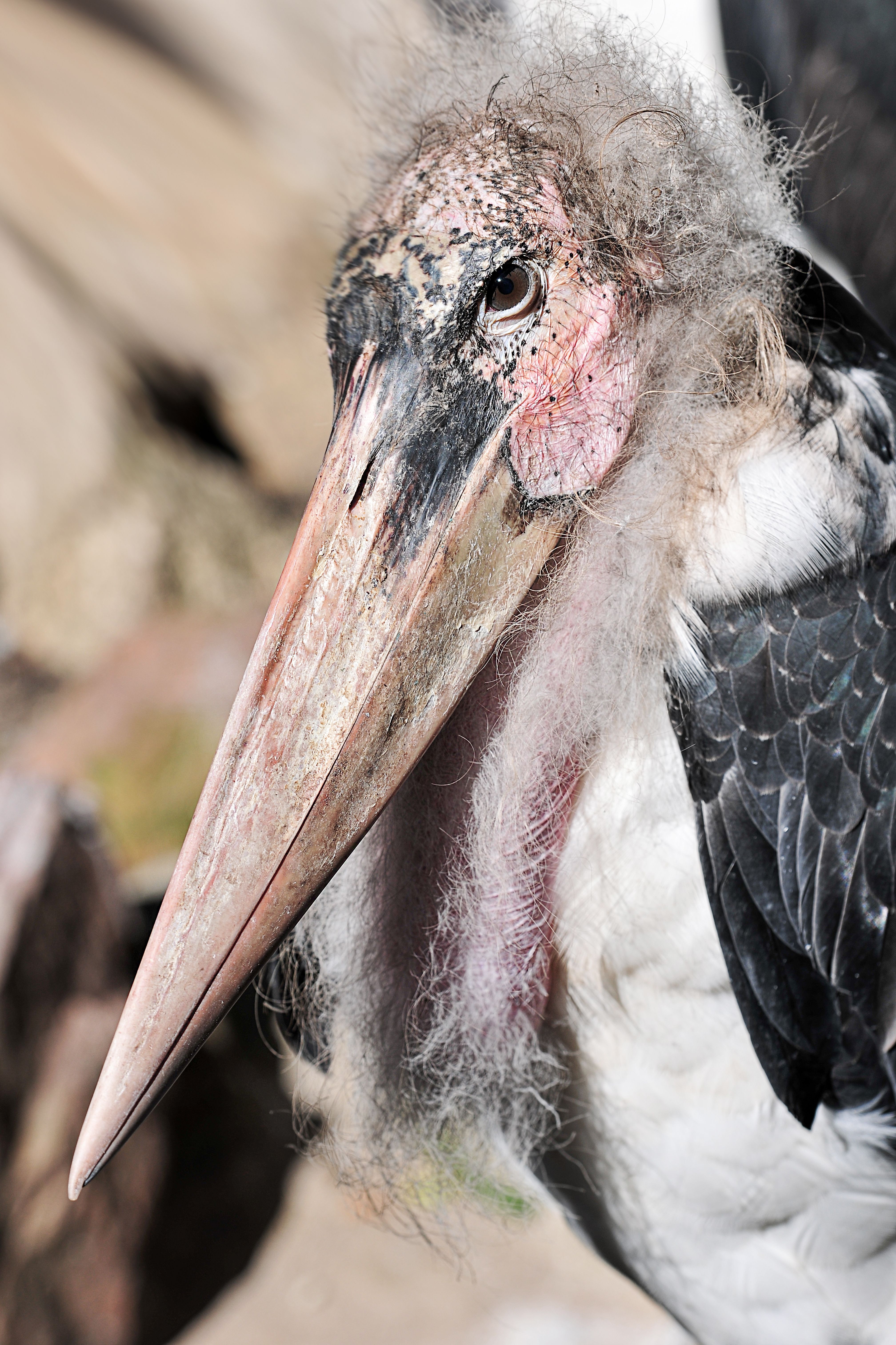 Octopus Beak Photos, Download The BEST Free Octopus Beak Stock Photos ...