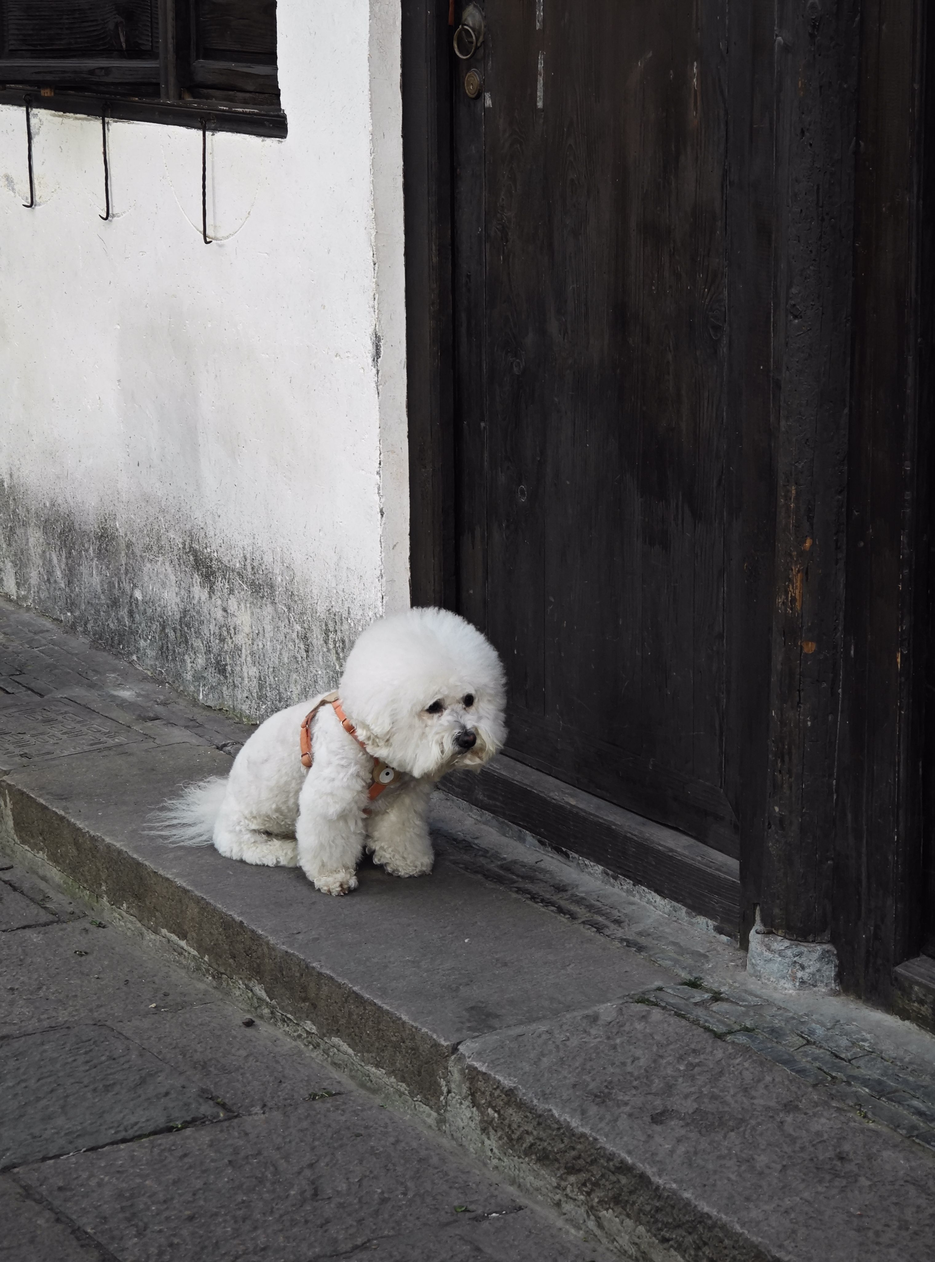 White Dog on Pavement · Free Stock Photo