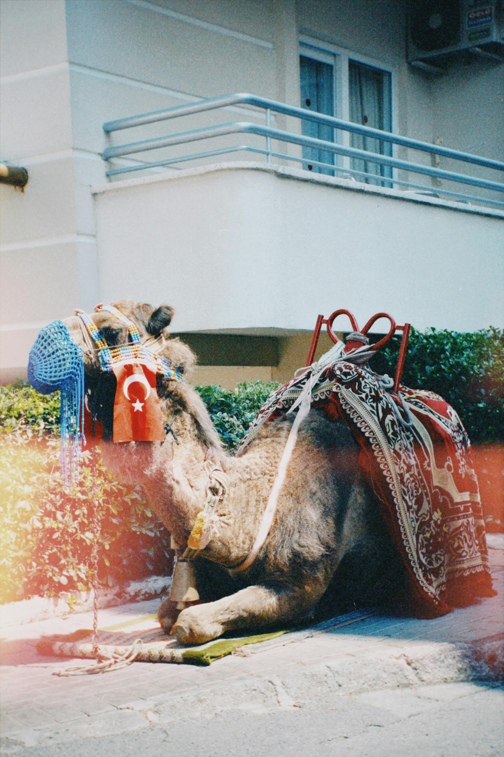 Camel Ride Photos, Download The BEST Free Camel Ride Stock Photos & HD ...