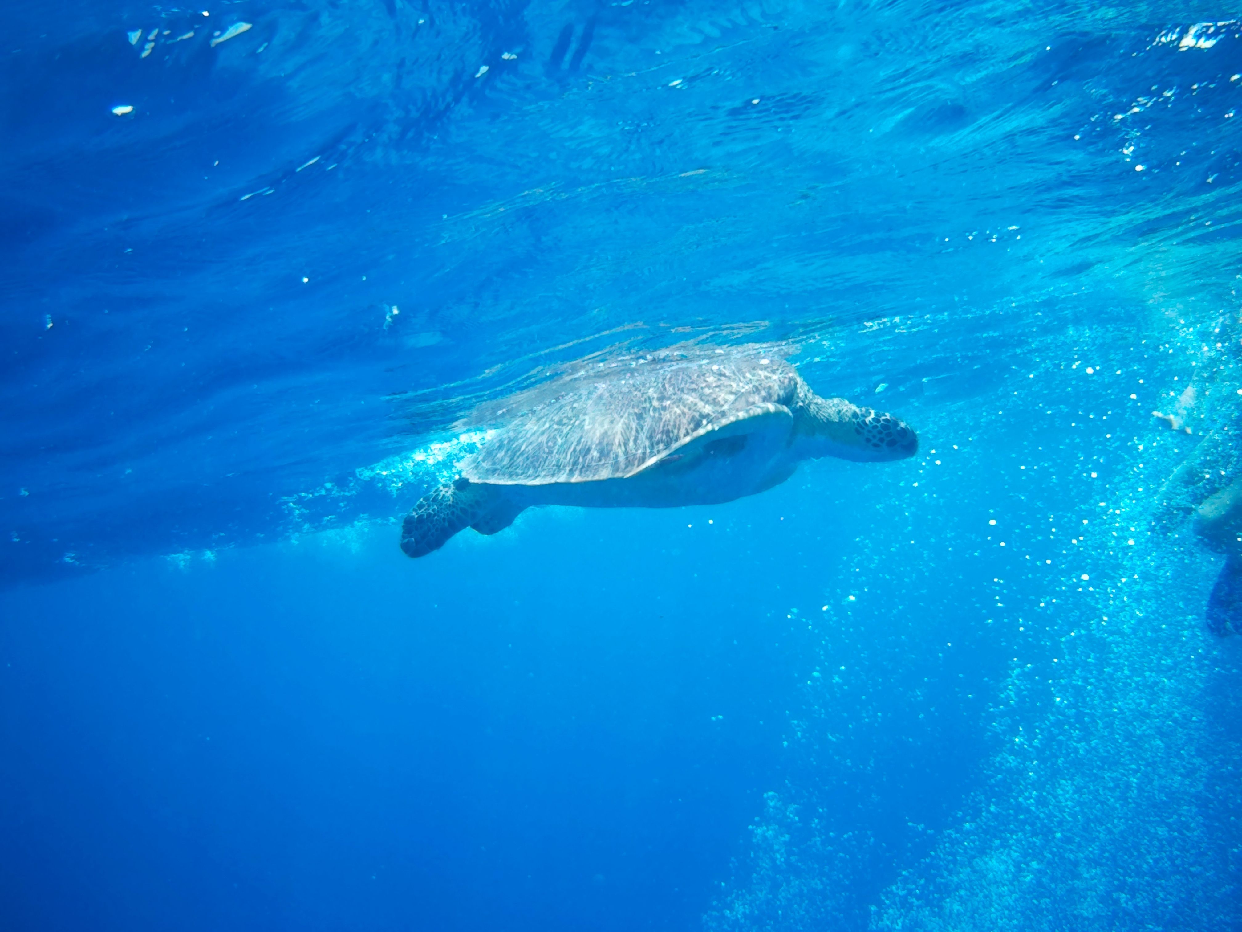 Sea turtles - Marsa Alam, Egypt 20 Photos & Videos Collected by Tadeáš ...
