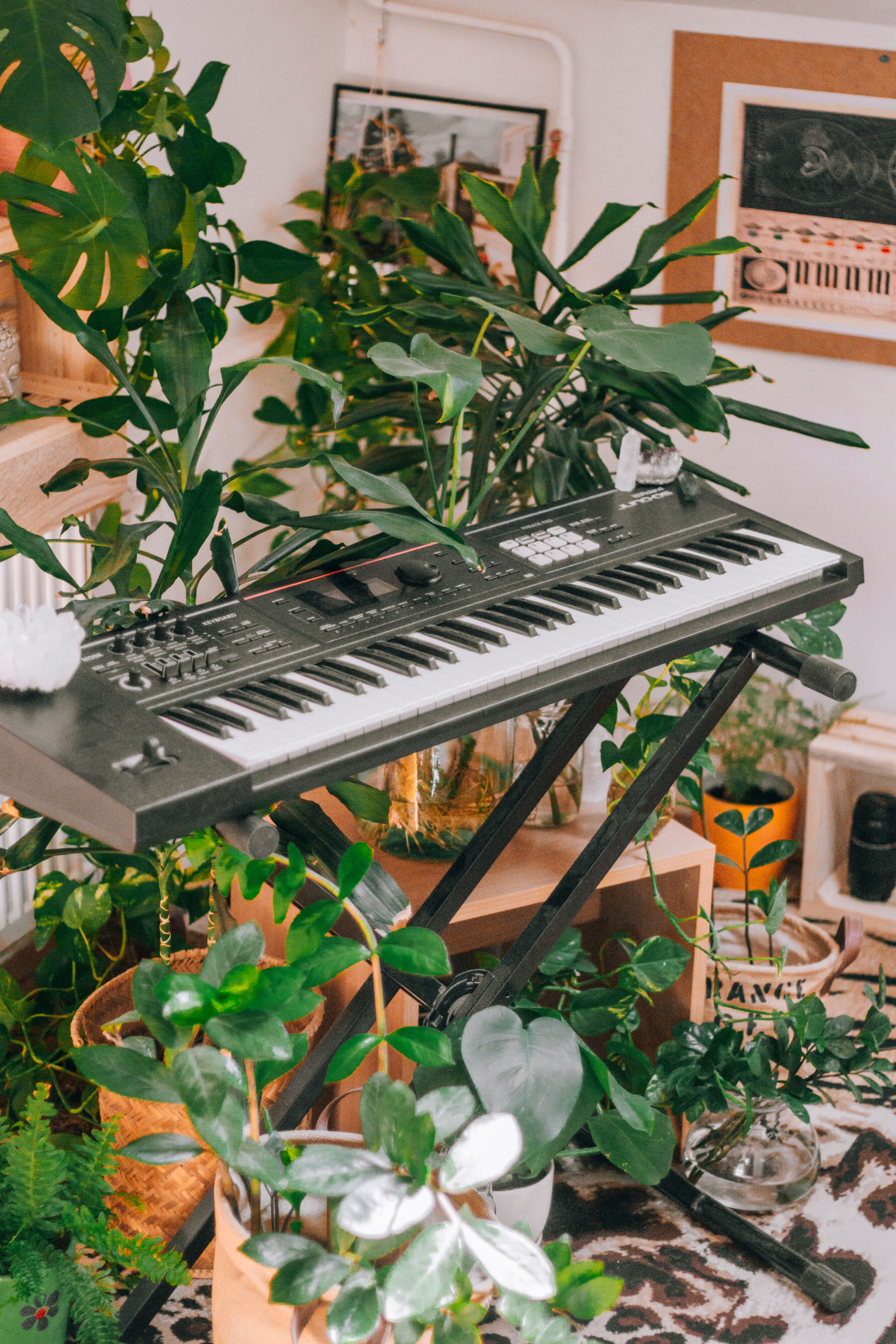 Piano and Plants · Free Stock Photo