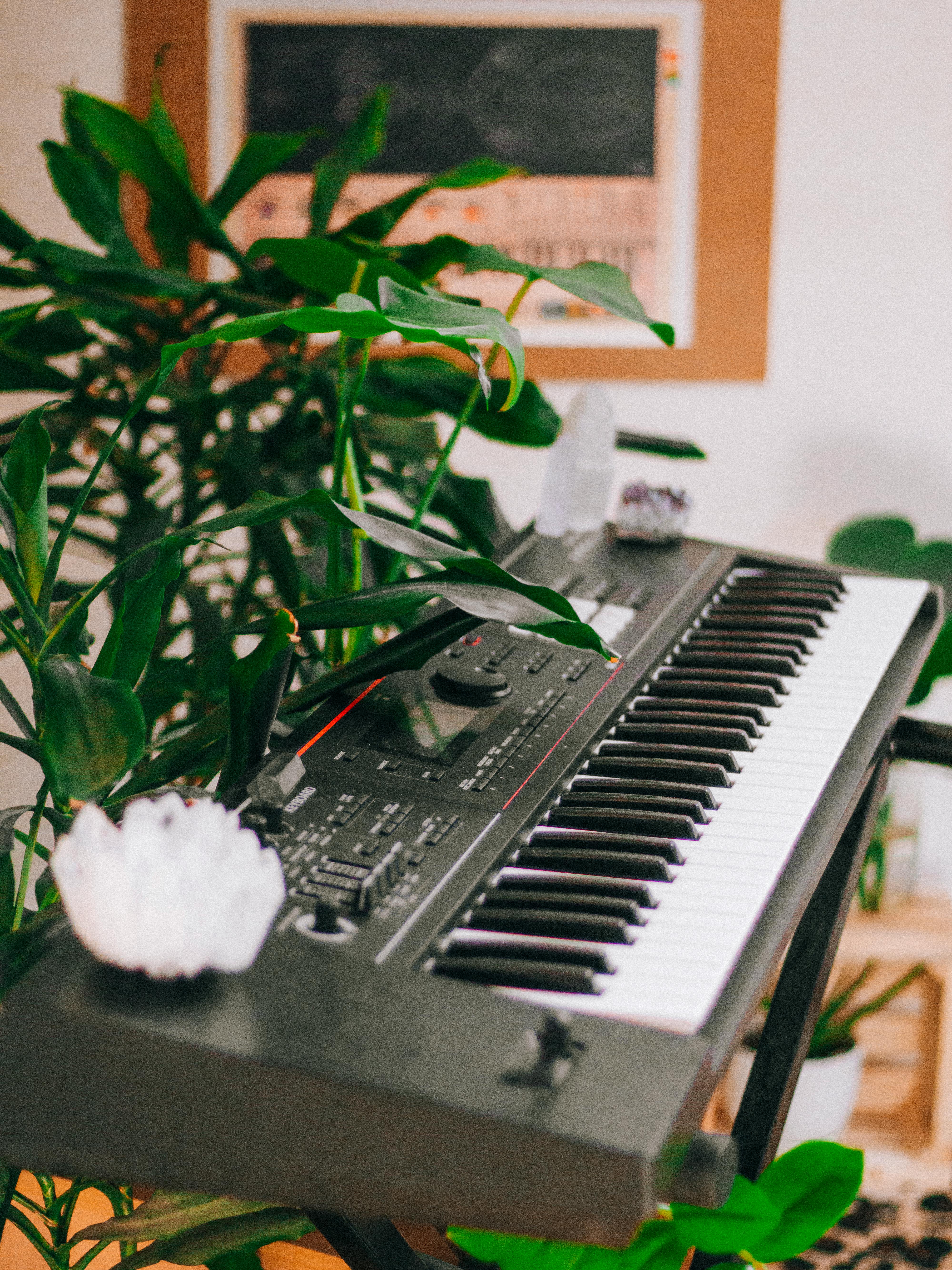 Plants around Keyboard · Free Stock Photo