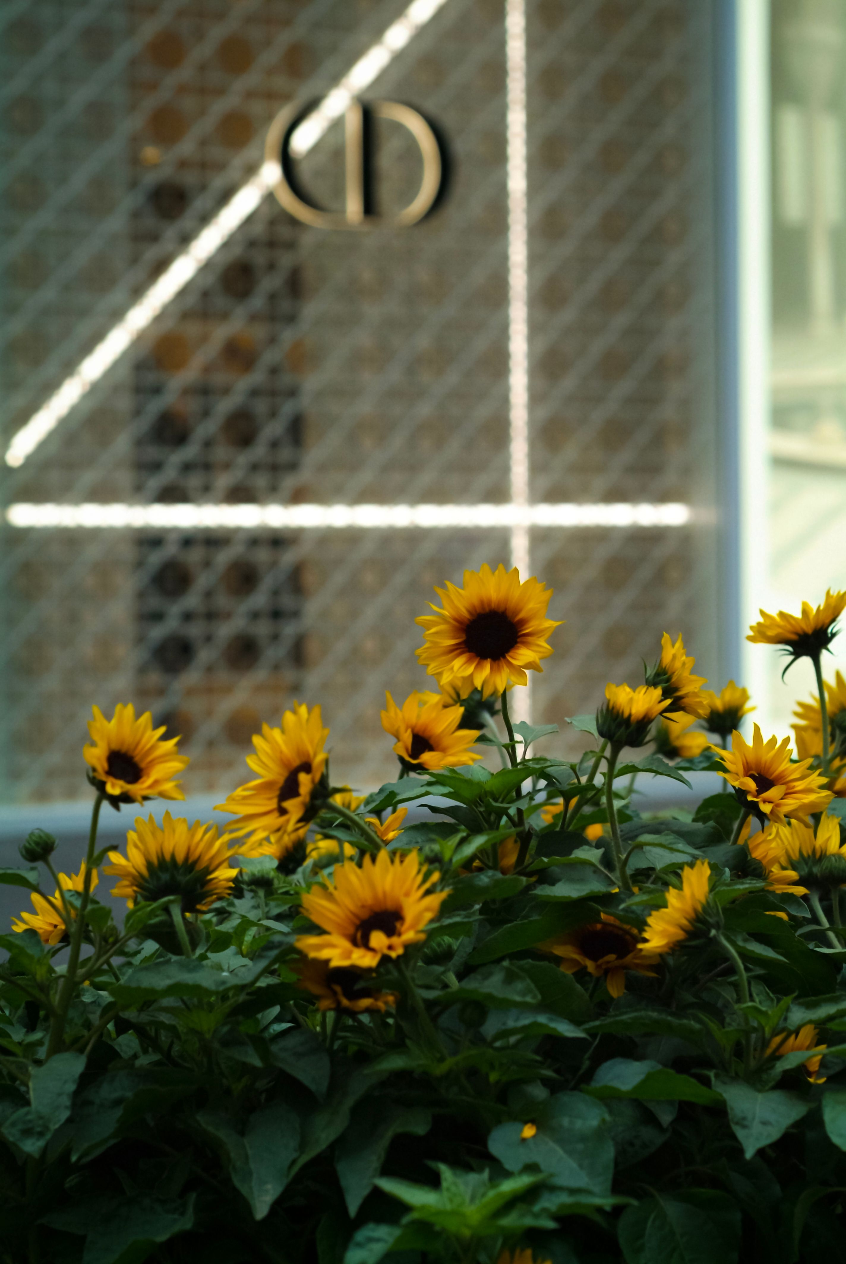 Sunflowers and Window behind · Free Stock Photo
