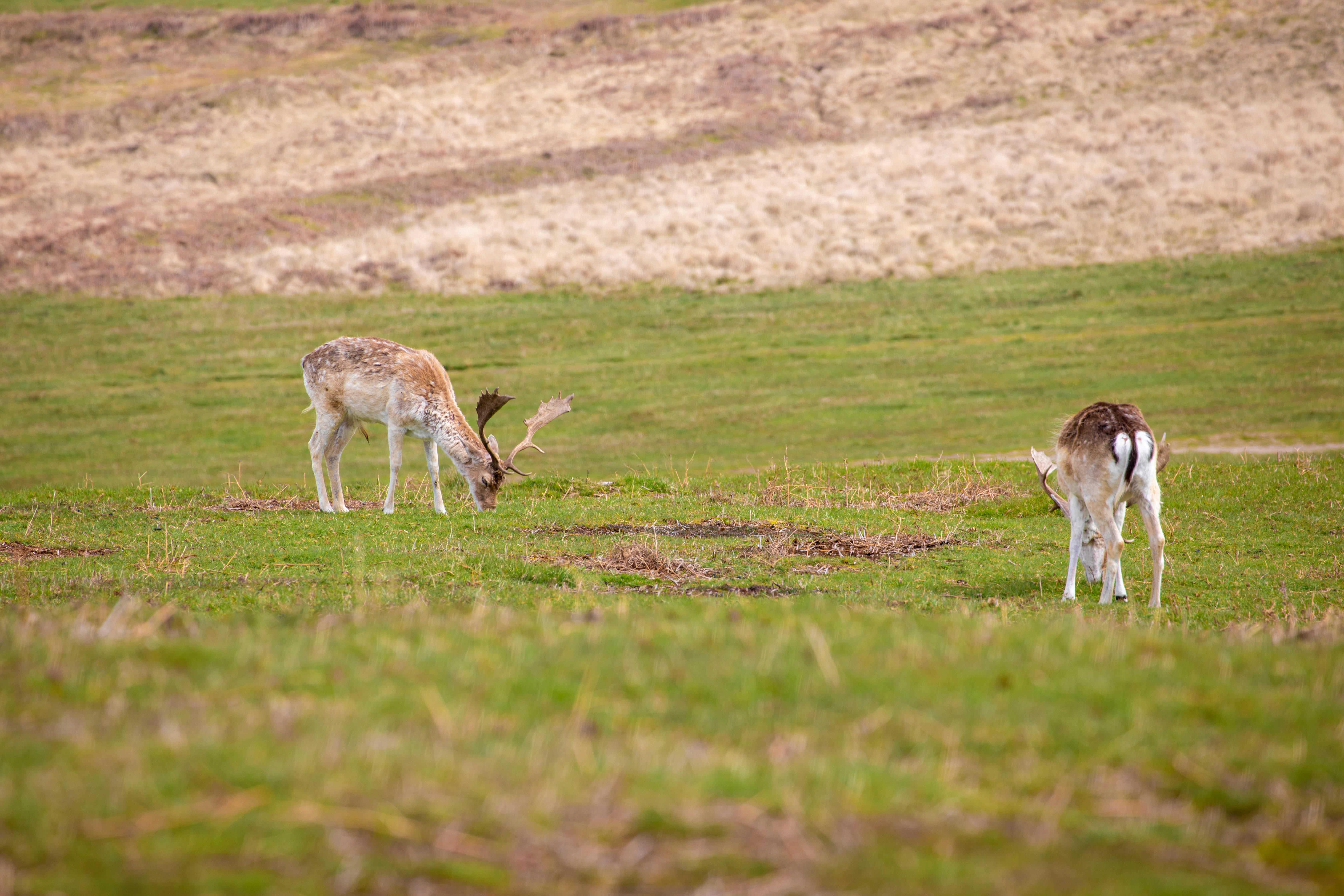 Spring Bucks Photos, Download The BEST Free Spring Bucks Stock Photos ...