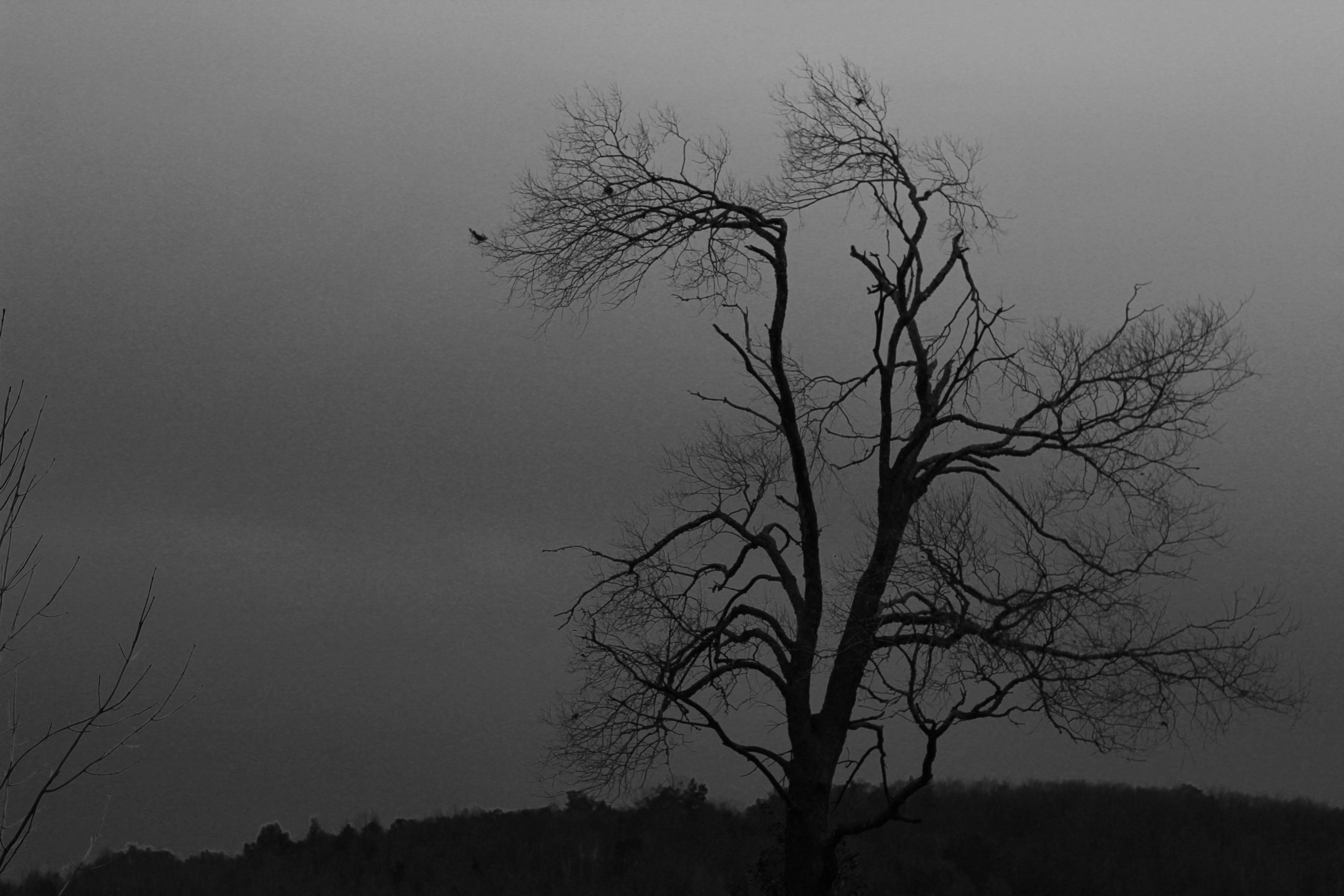 Giant Tree Chunk Photos, Download The BEST Free Giant Tree Chunk Stock ...