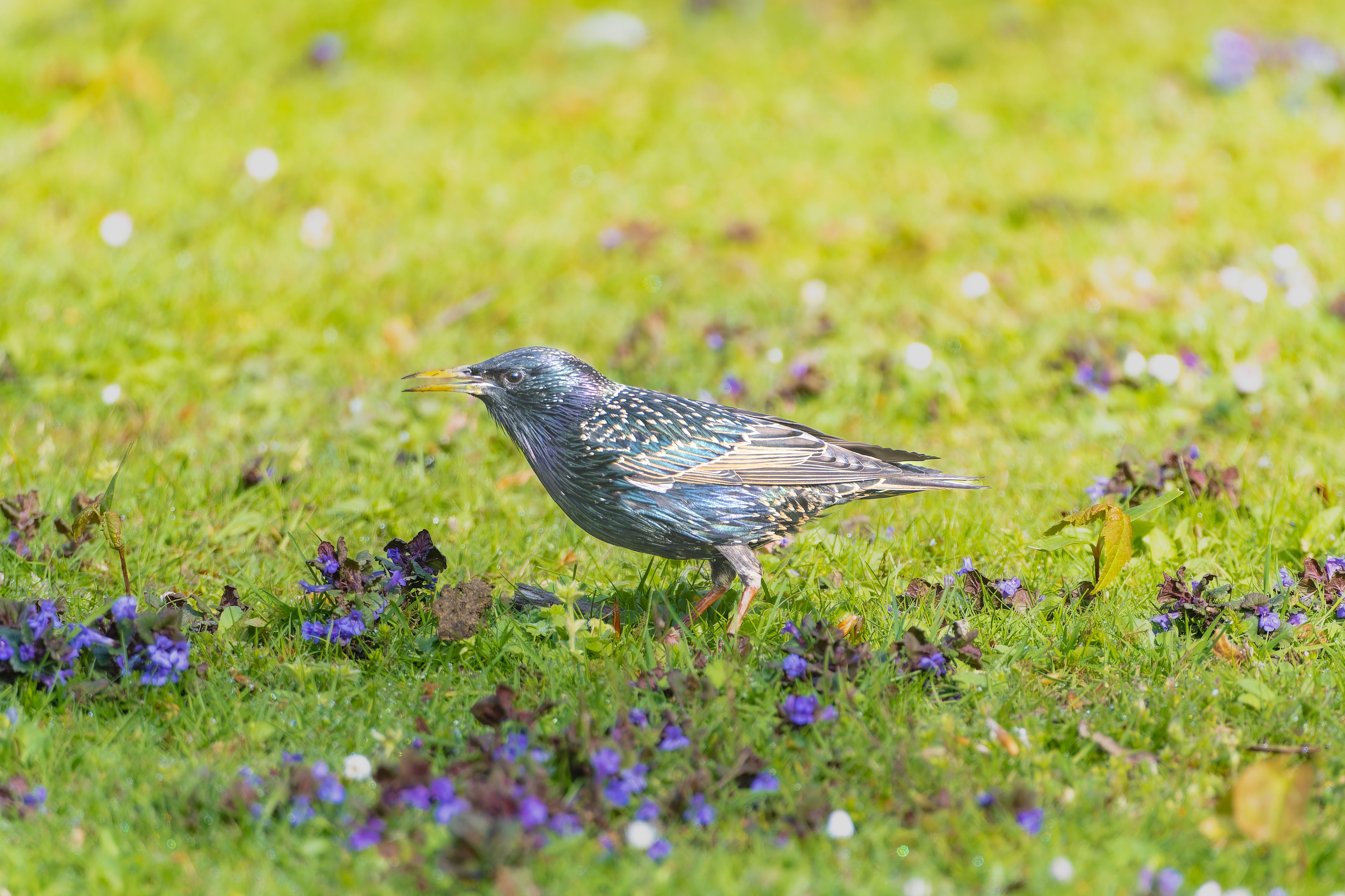 Common Starling Bird · Free Stock Photo