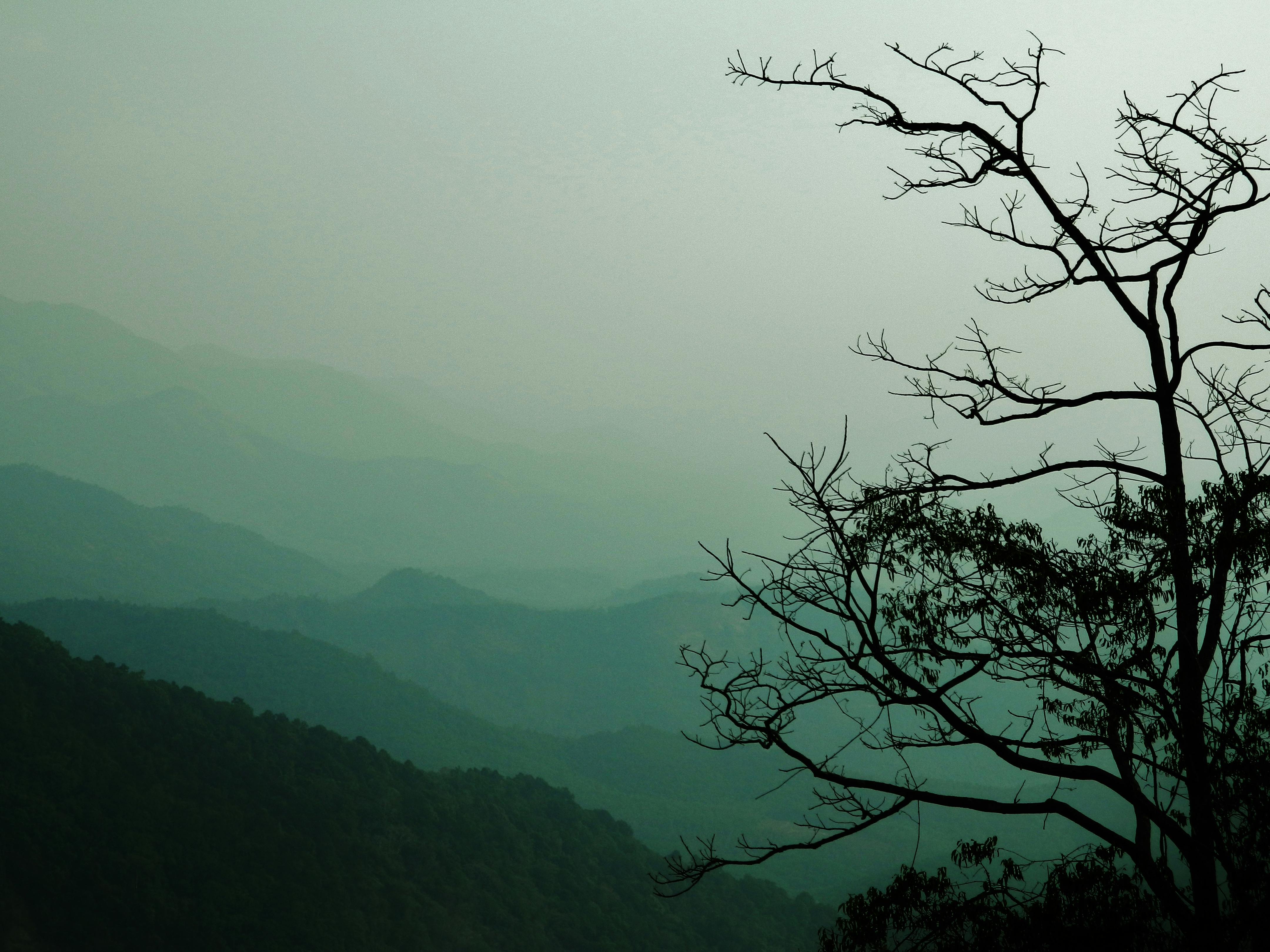Tree and Valley · Free Stock Photo