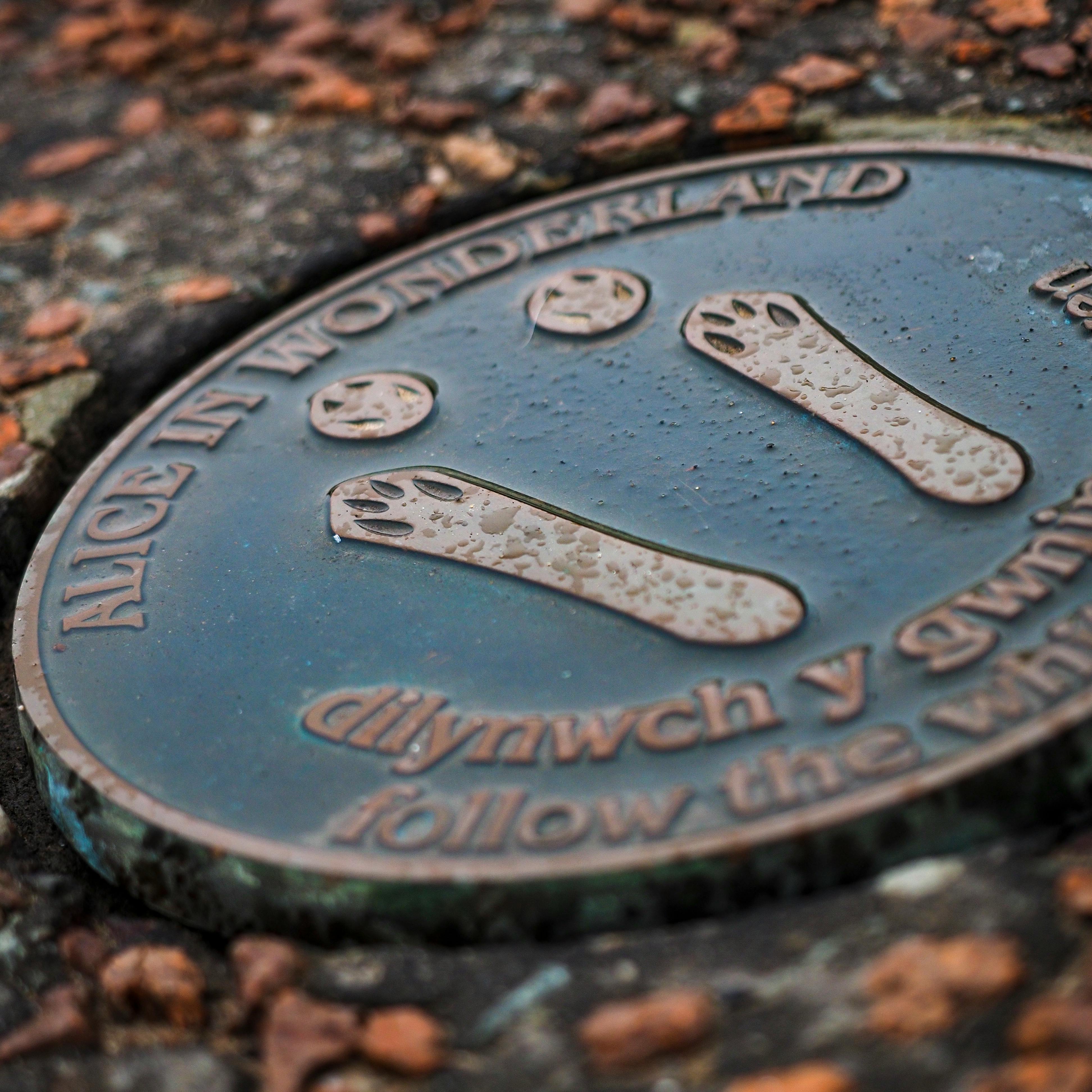 Rabbit Footprints Photos, Download The BEST Free Rabbit Footprints ...