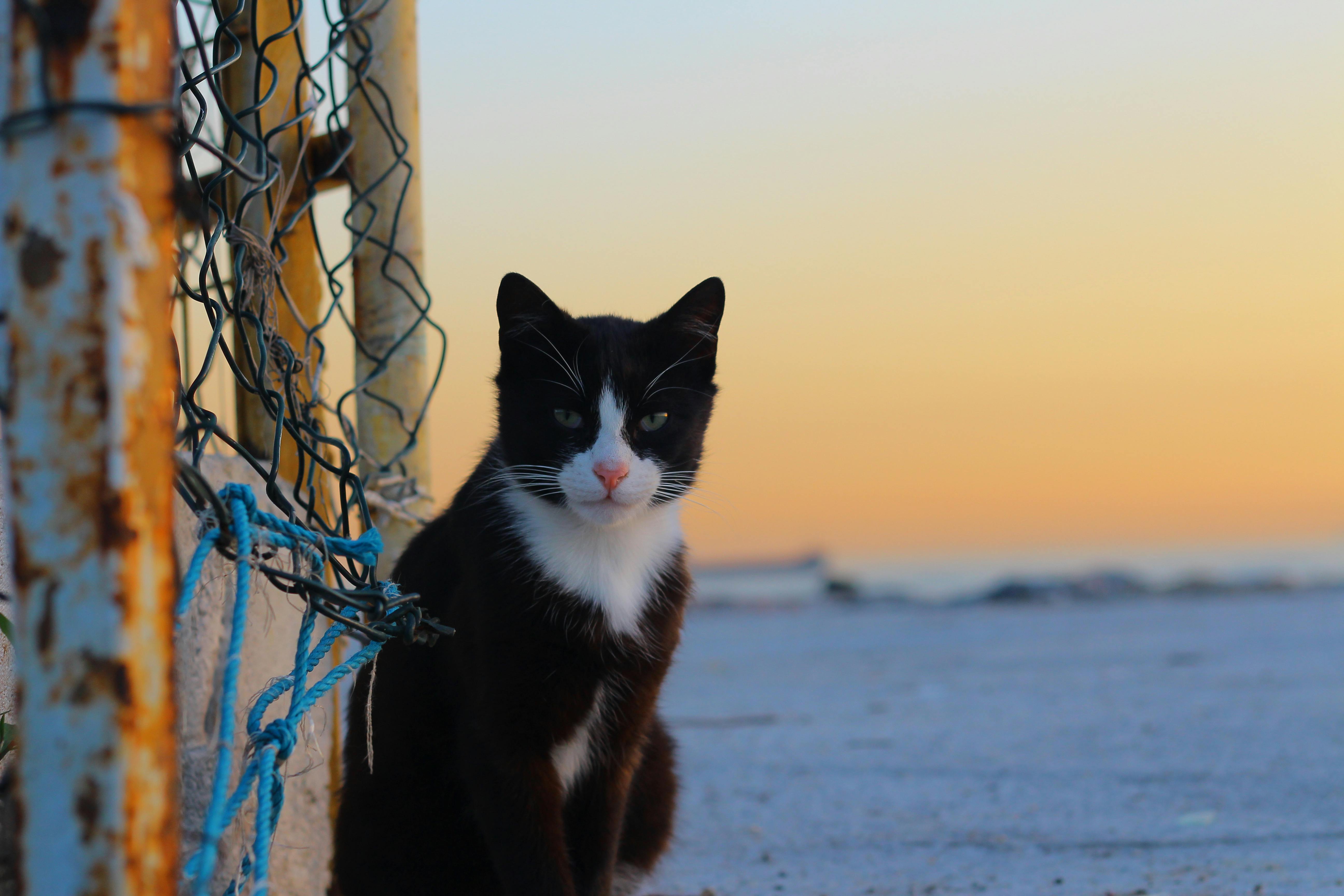 Close up of Cat at Sunset · Free Stock Photo