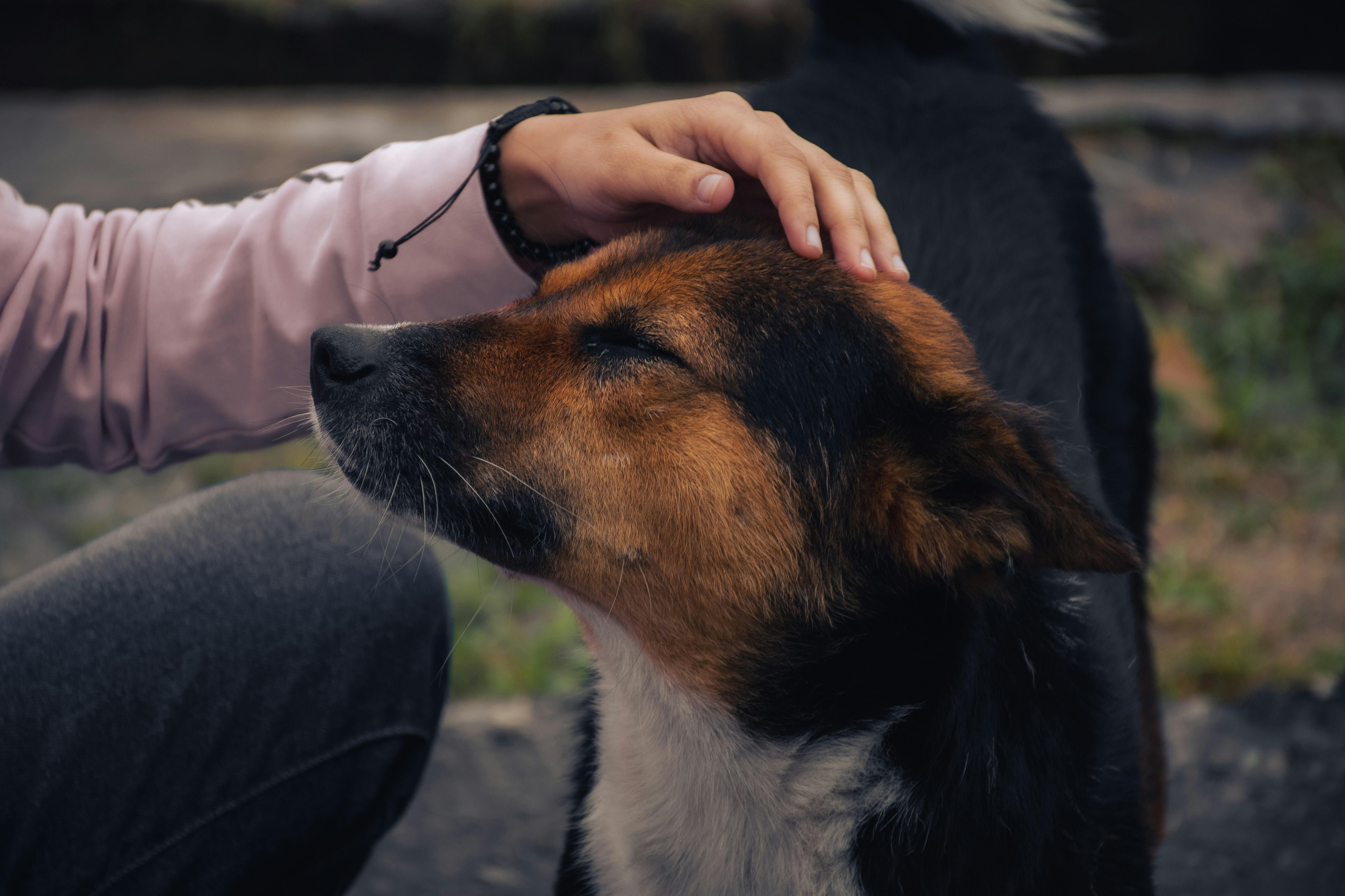 Hand Patting Dog · Free Stock Photo