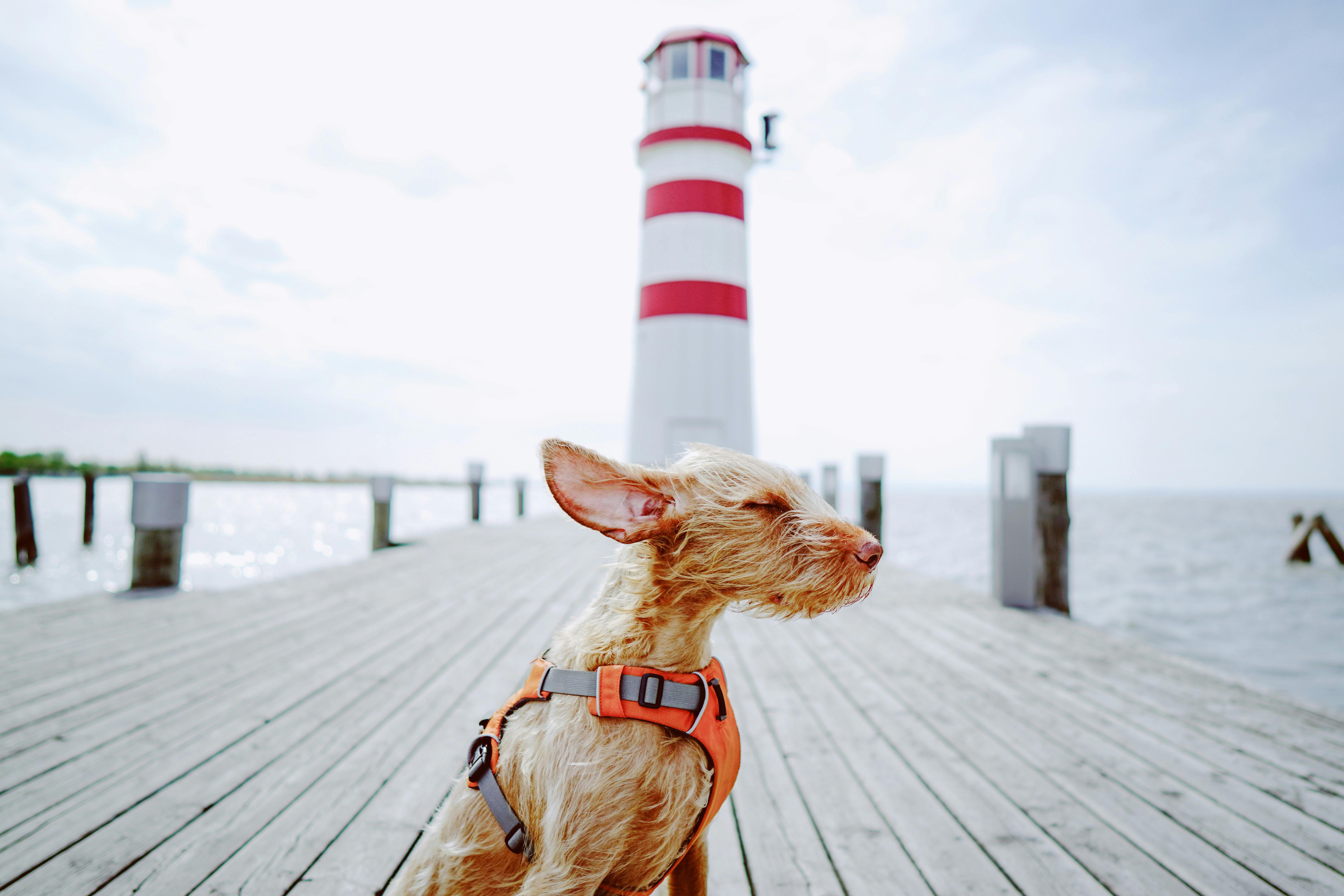Funny Dog in Wind · Free Stock Photo