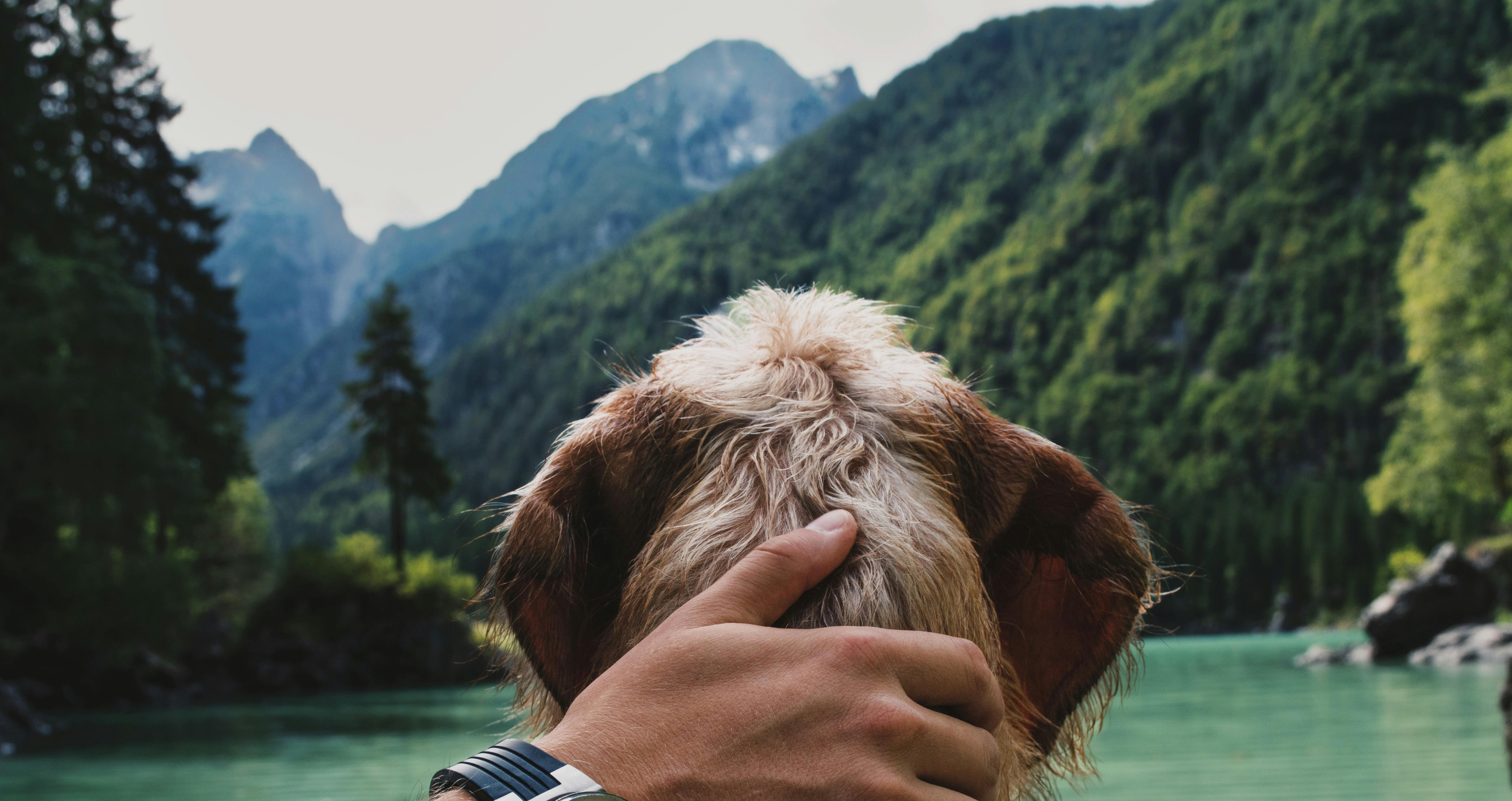 Hand Petting Dog by Lake in Mountain · Free Stock Photo
