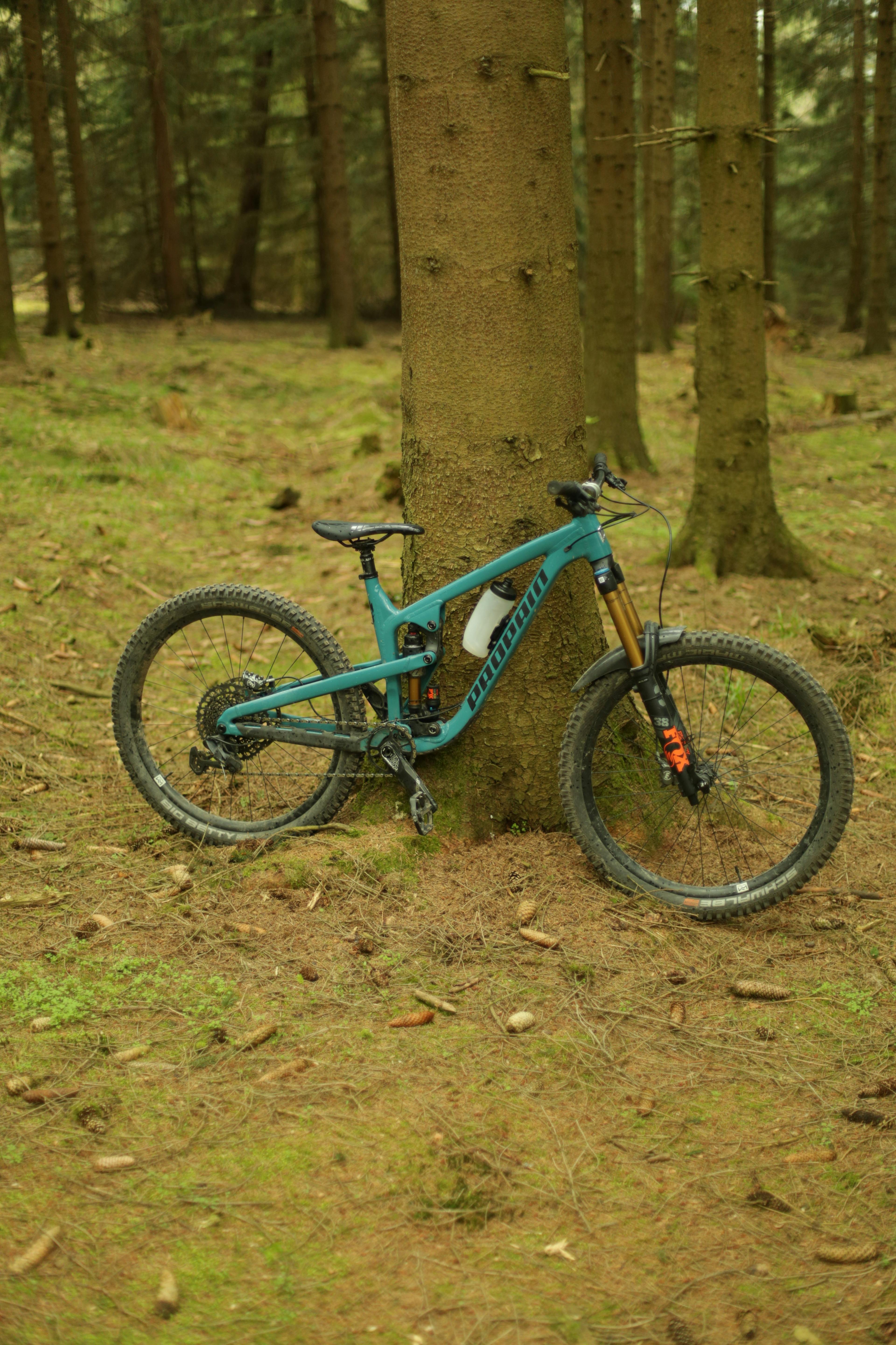 Flask Trees Photos, Download The BEST Free Flask Trees Stock Photos ...