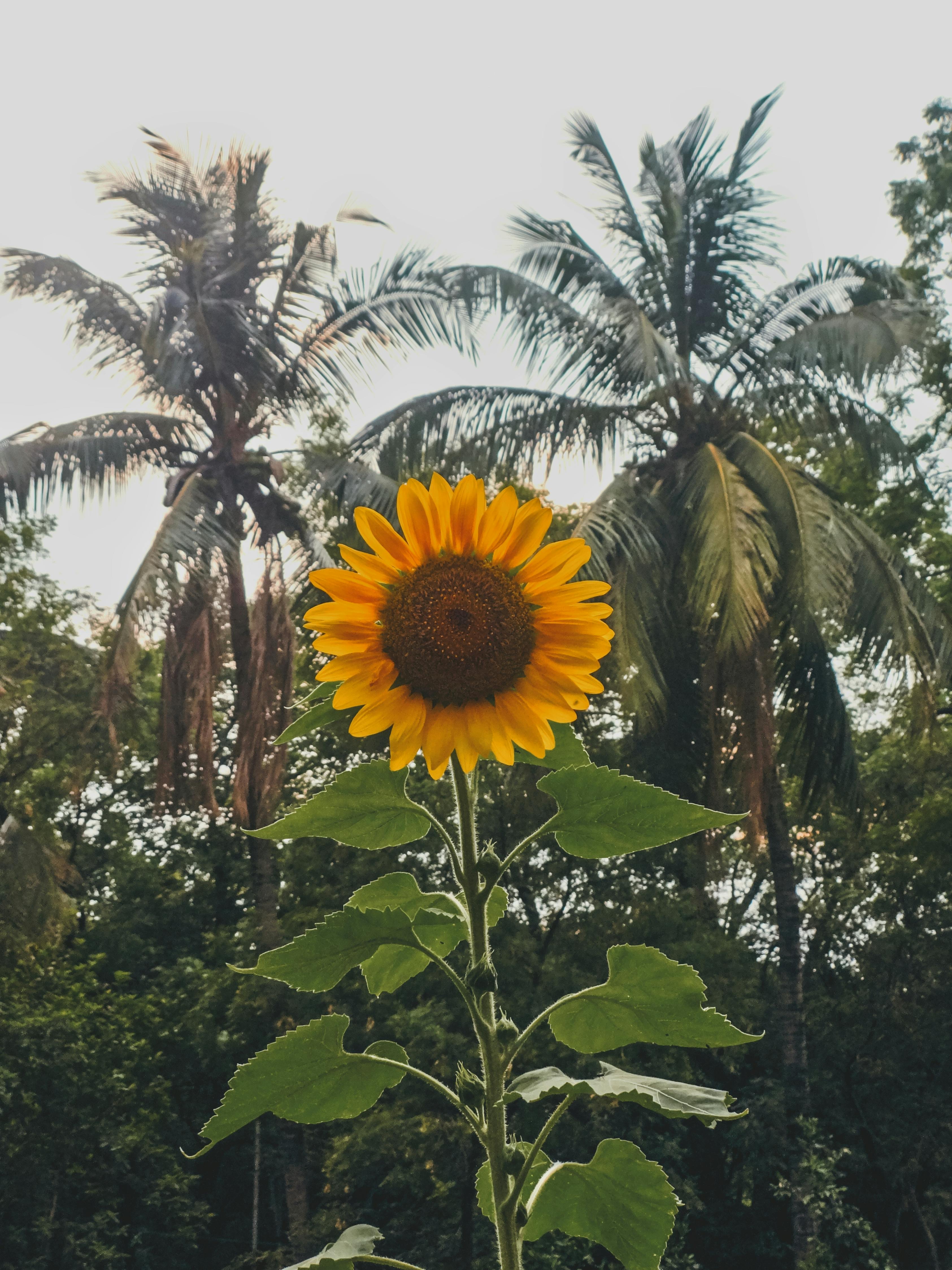Sunflower and Trees behind · Free Stock Photo