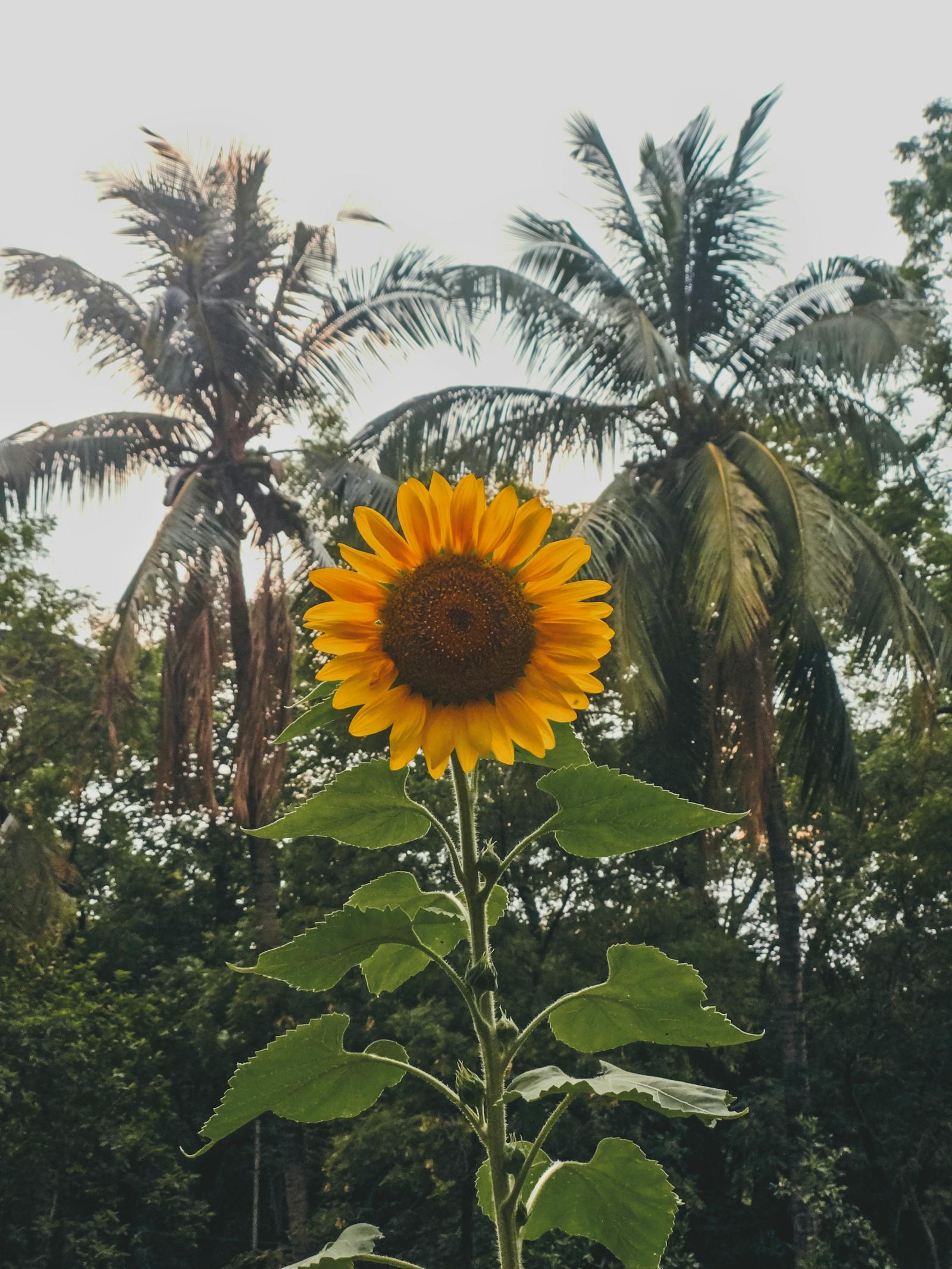 Sunflower Lock Screen Wallpaper Photos, Download The BEST Free ...