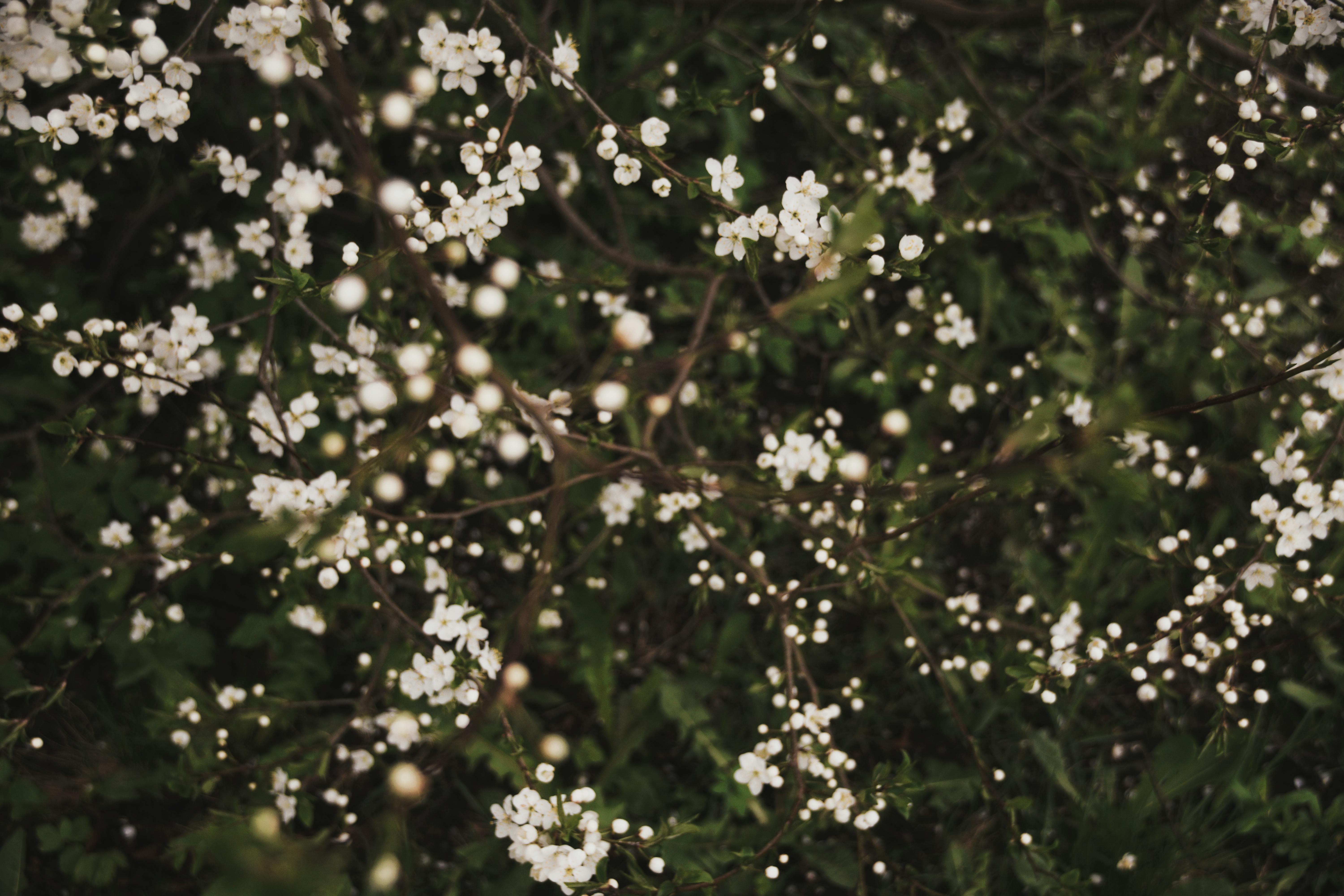 Planting Tree Photos, Download The BEST Free Planting Tree Stock Photos ...