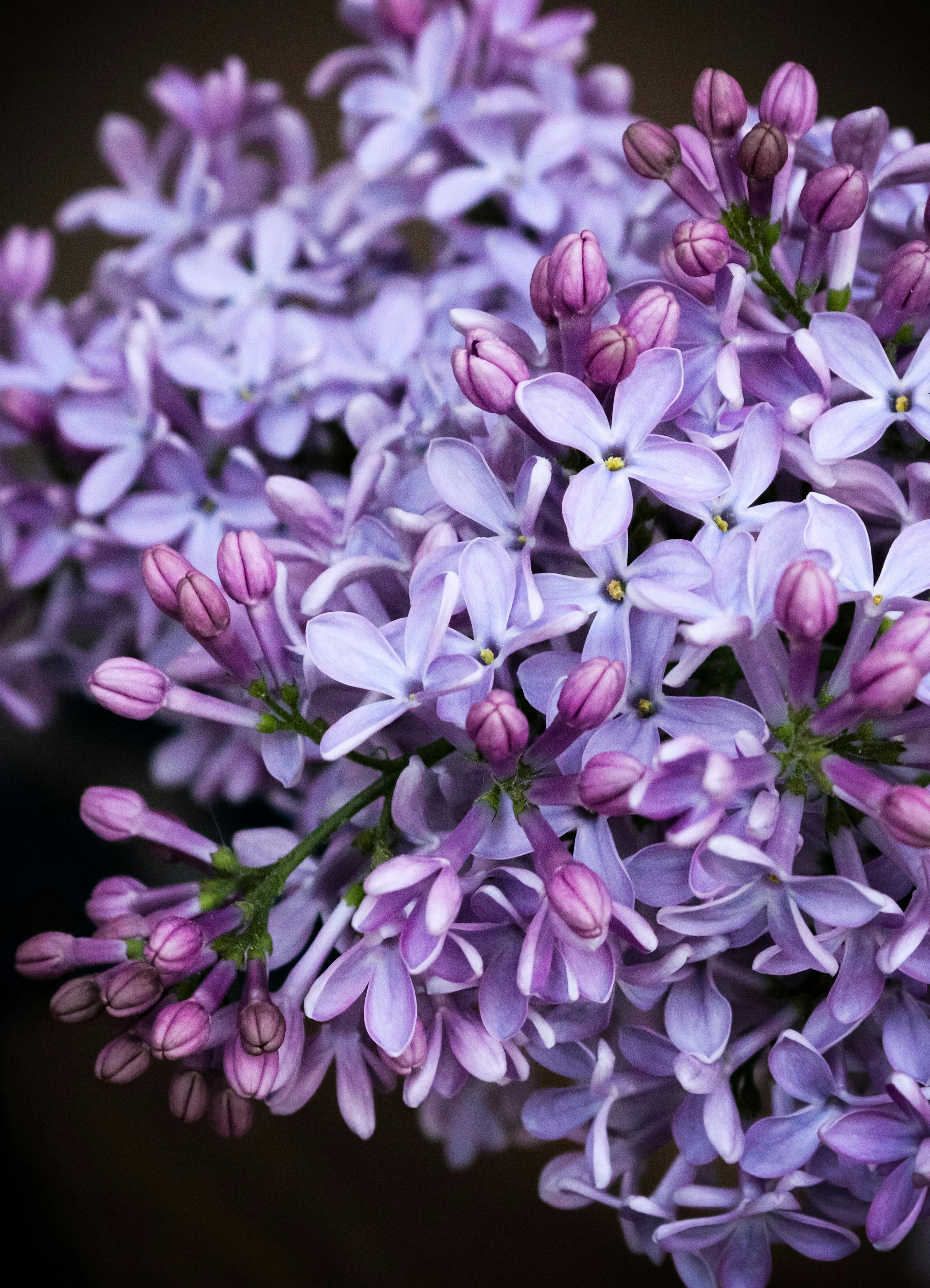 Common Lilac Flower · Free Stock Photo