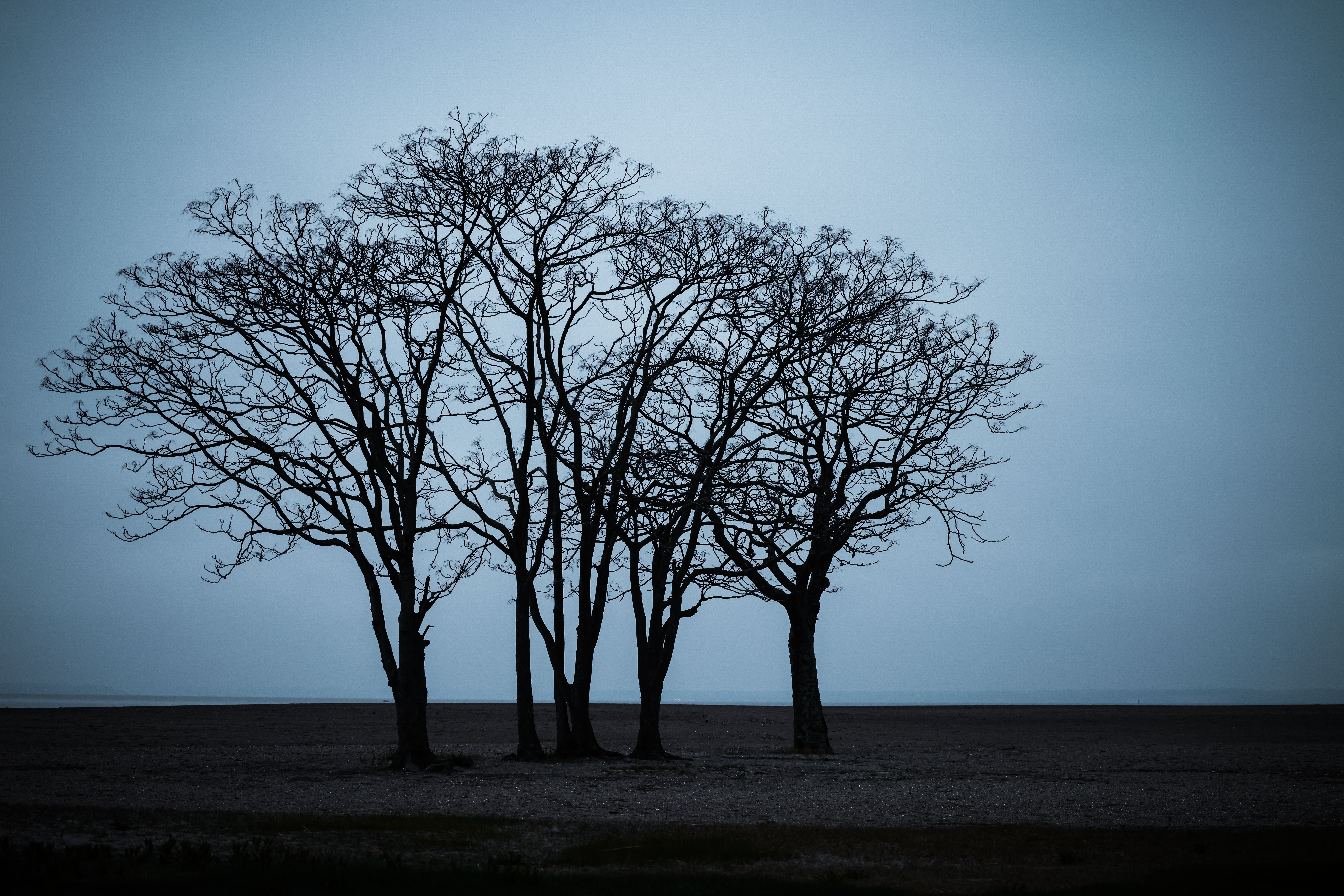 Trees and Field · Free Stock Photo