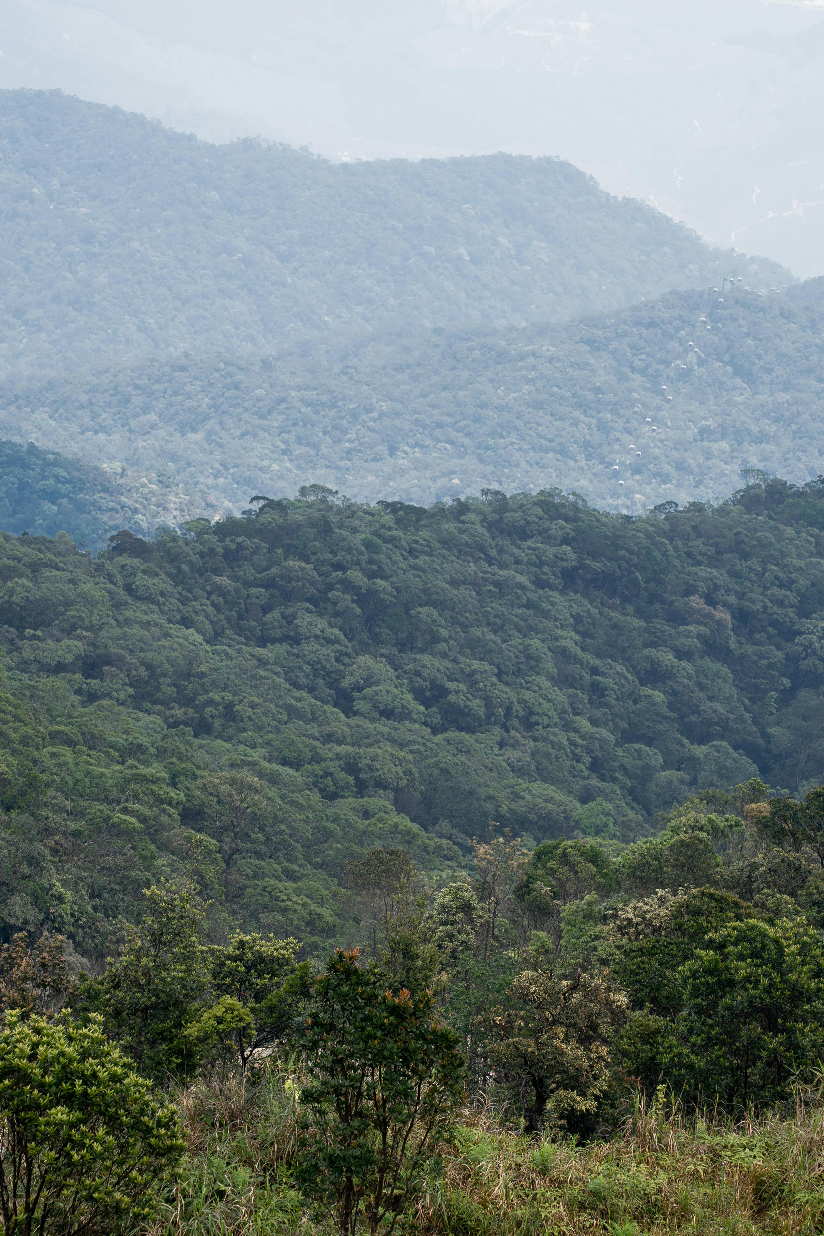 Green Forest on Hills · Free Stock Photo