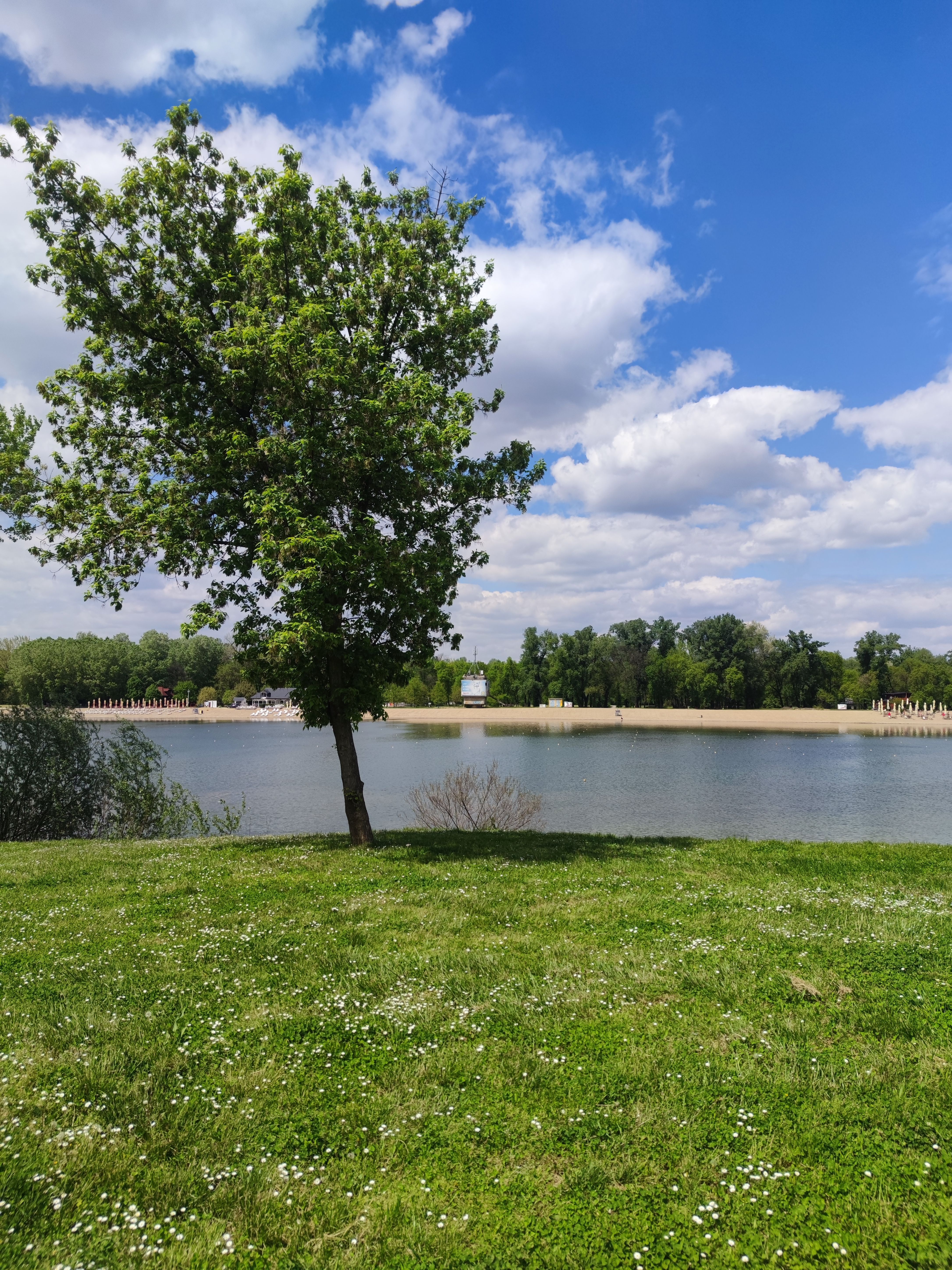 Single Tree and Sunlit Grass on Riverbank · Free Stock Photo