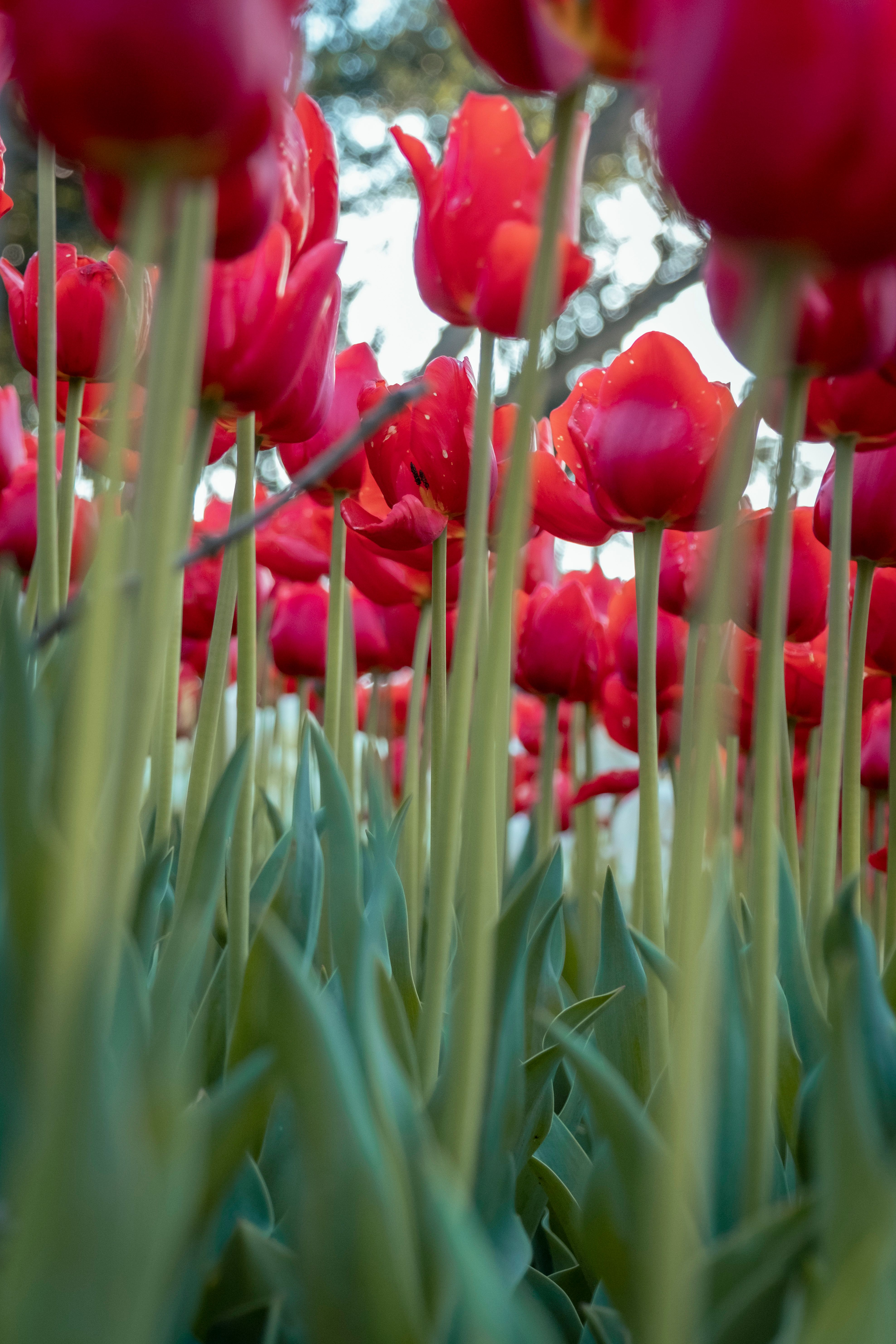 Close up of Tulips Stems · Free Stock Photo