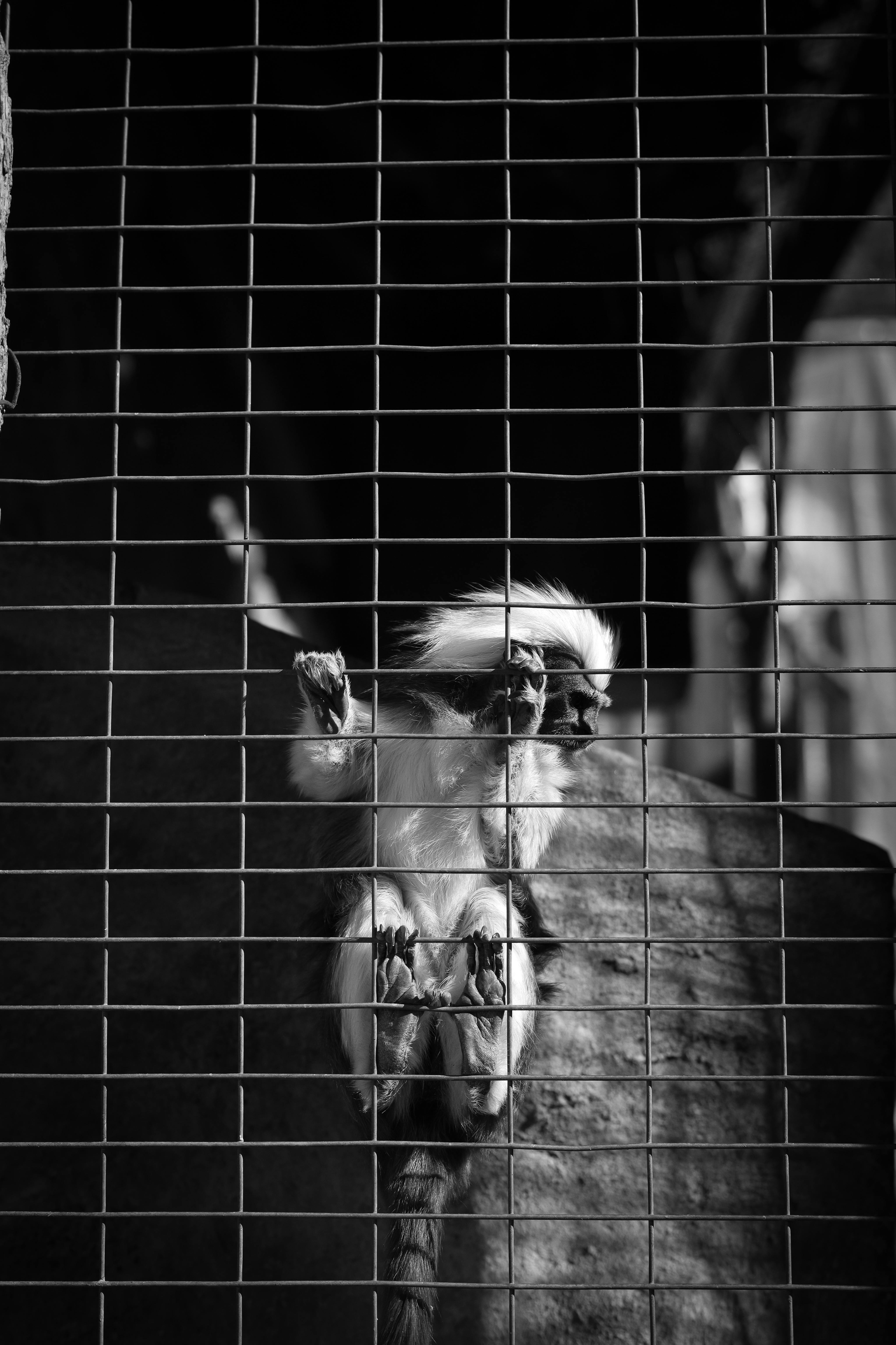 Small Wild Animals Photos, Download The BEST Free Small Wild Animals ...