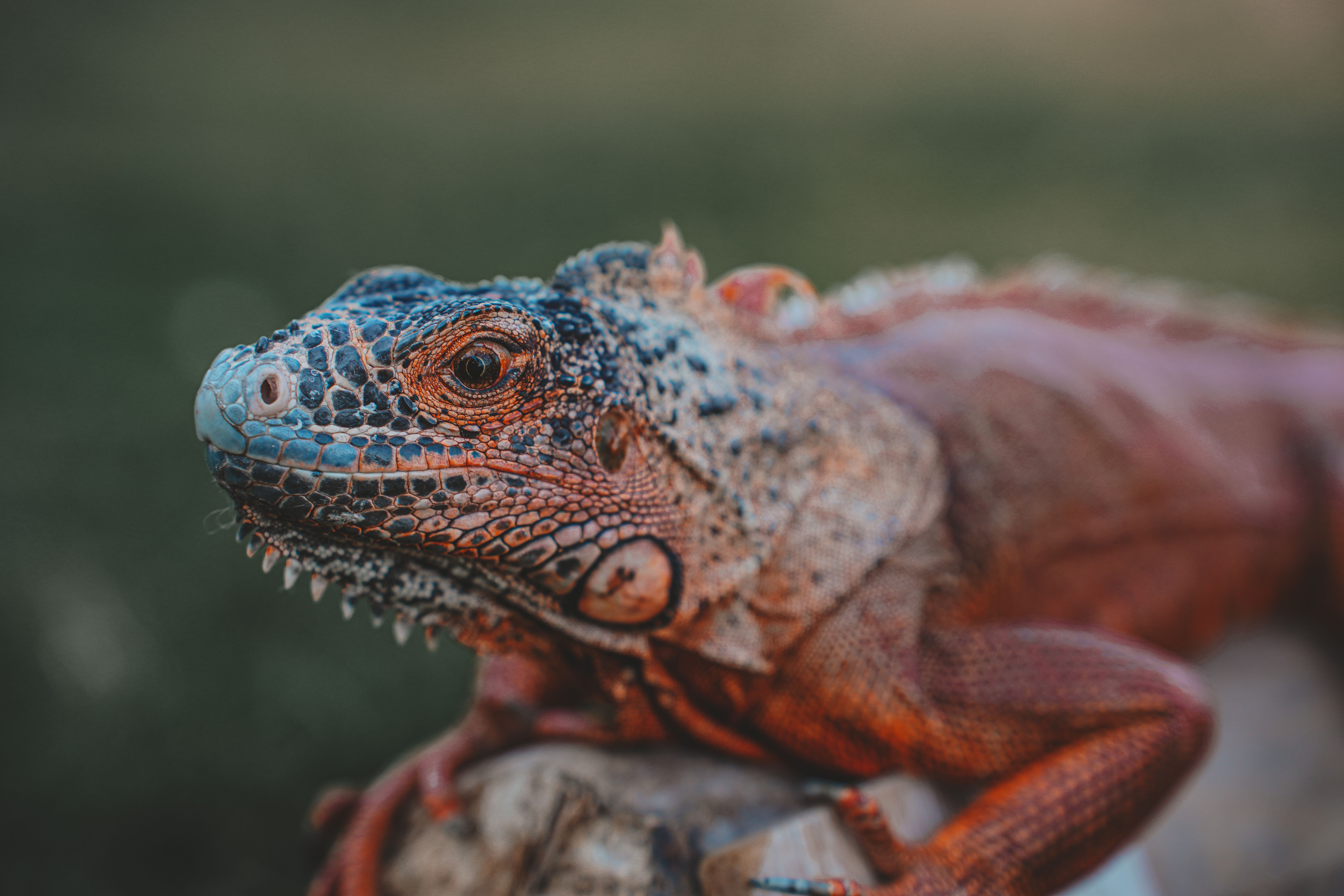 Red Iguana Portrait · Free Stock Photo