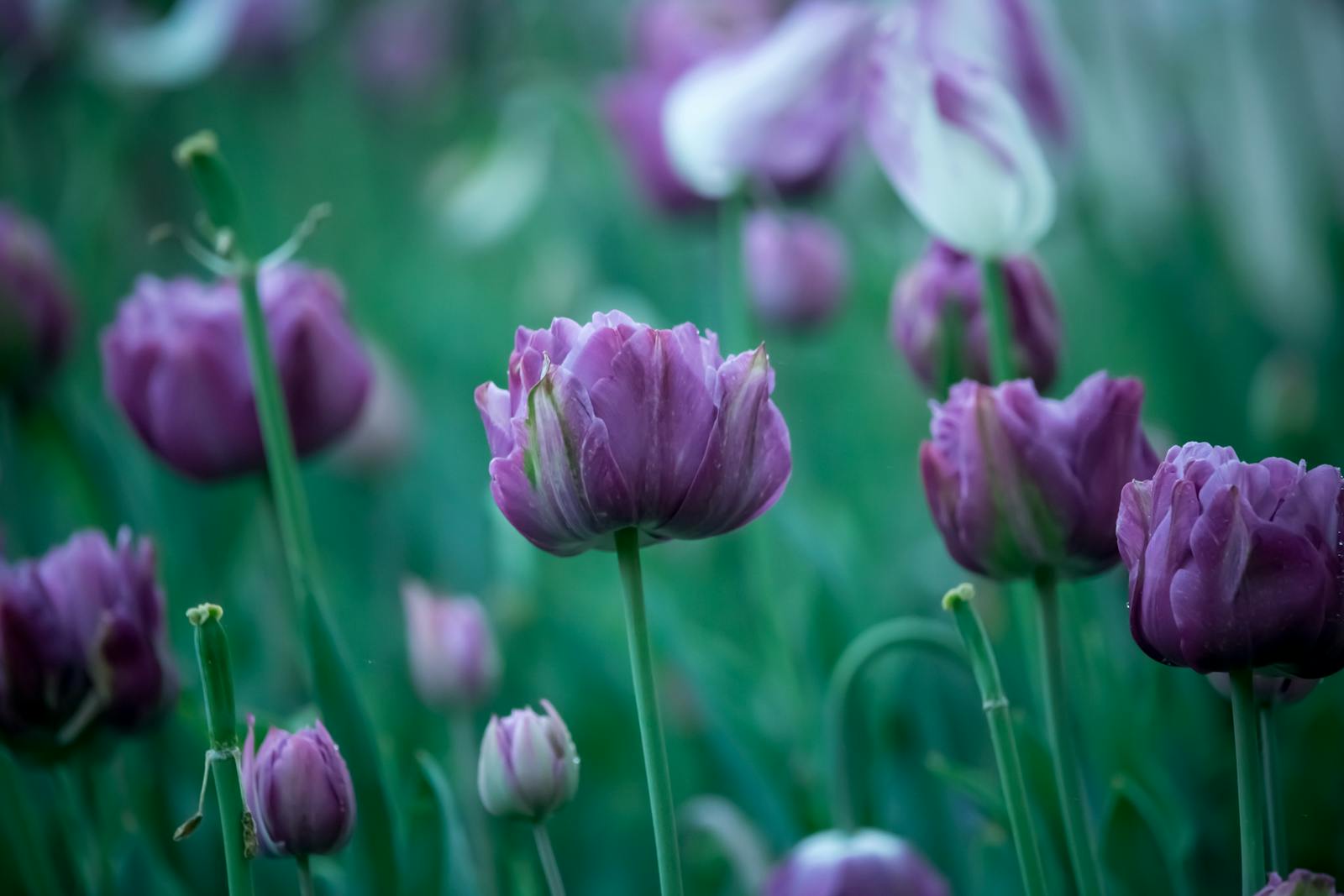 Flowers Wallpaper Pc Photos, Download The BEST Free Flowers Wallpaper ...