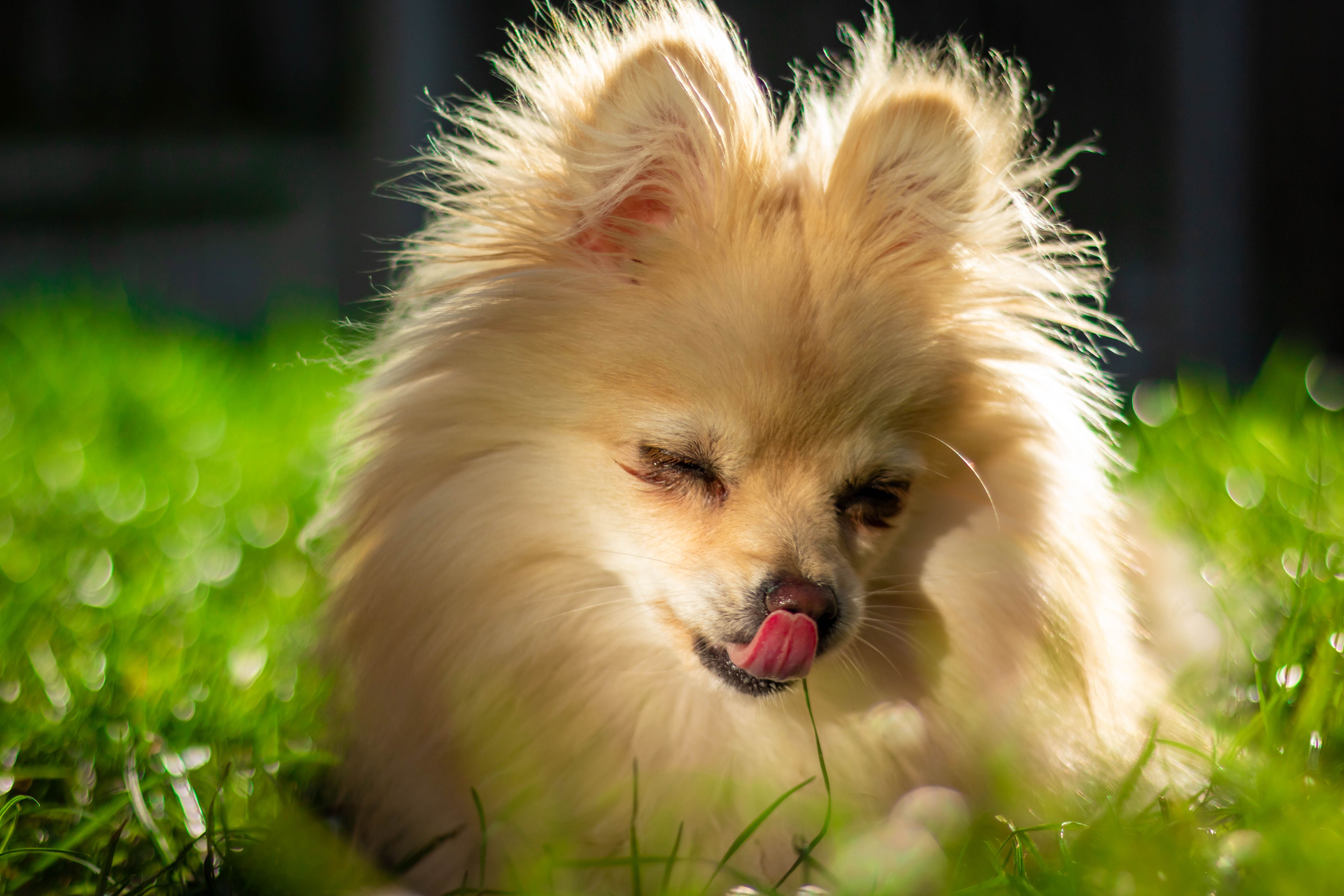 Close up of Pomeranian Dog · Free Stock Photo