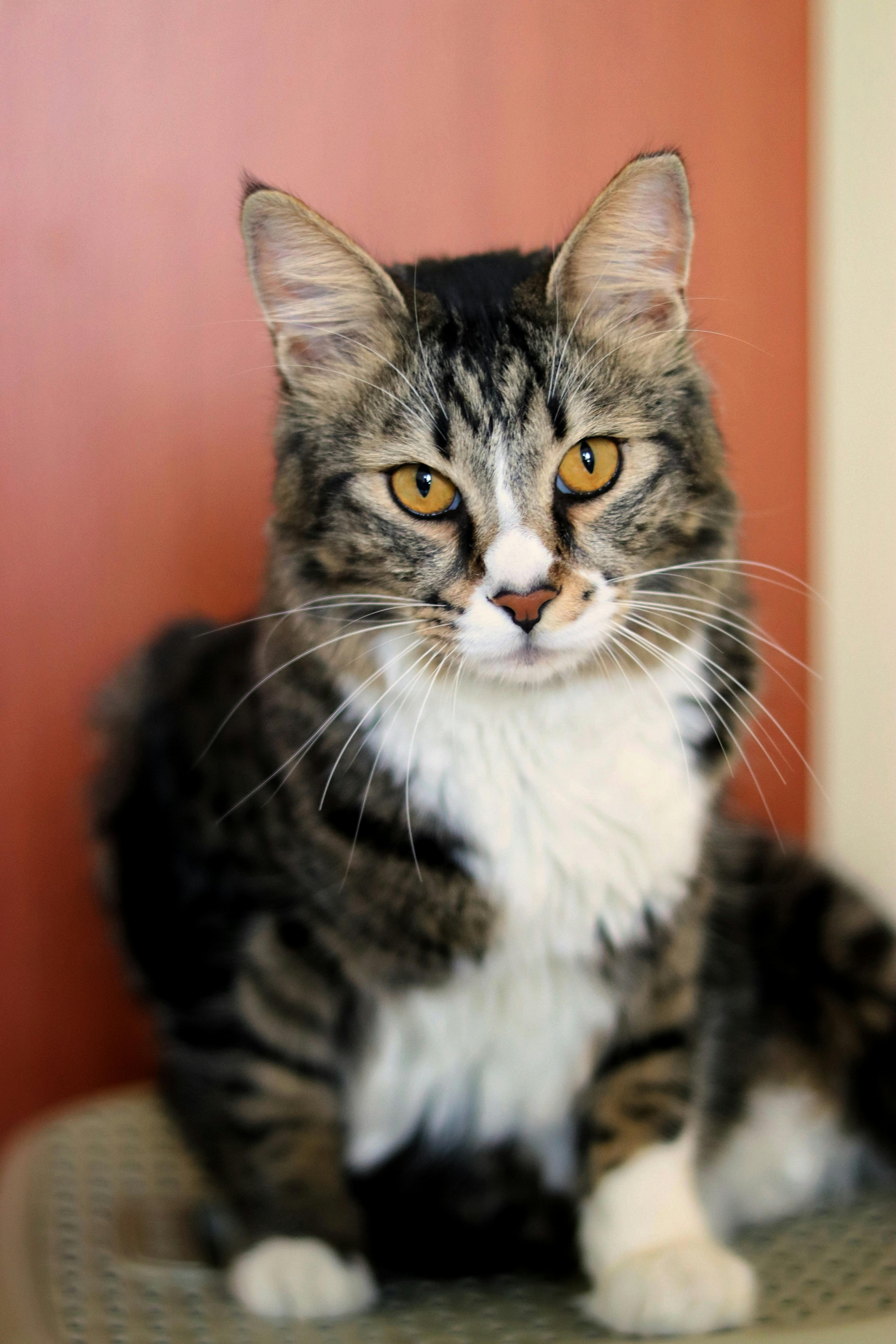 Bezplatná fotka z fotobanky na tému # indoor, biela hruď, canon ...