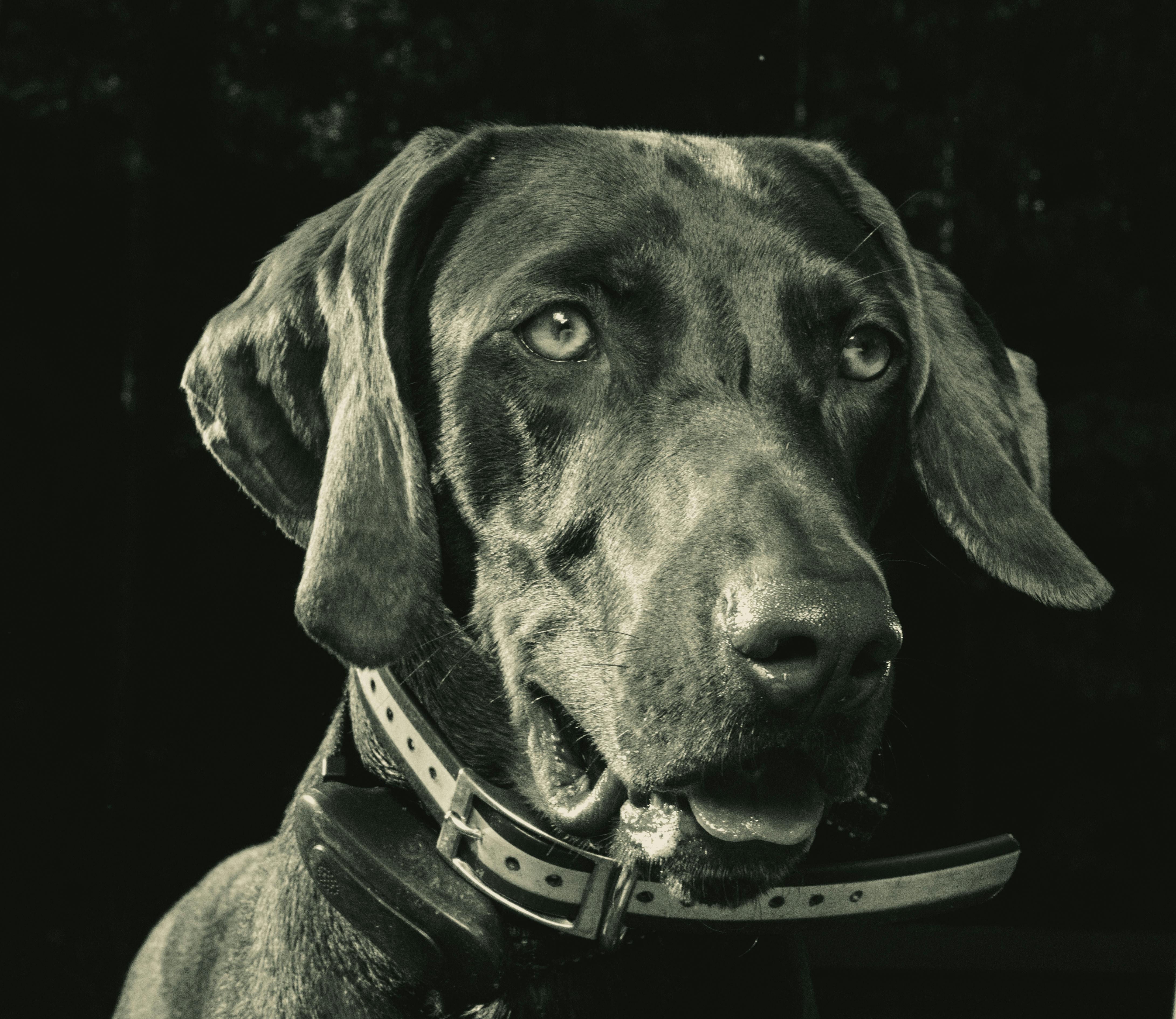 Dog Background Wallpaper Photos, Download The BEST Free Dog Background ...