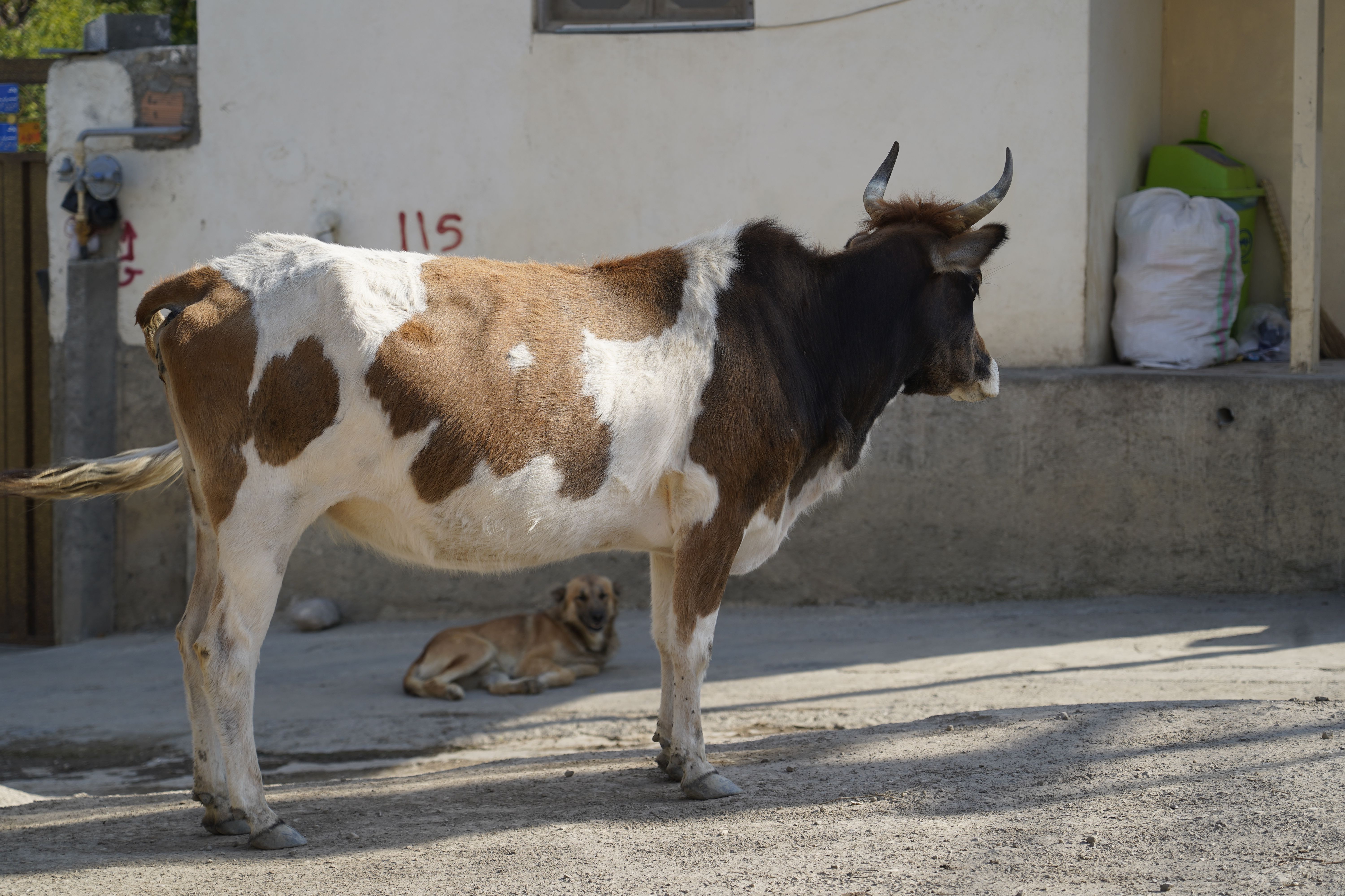 Cow and a Dog in front of a Building · Free Stock Photo