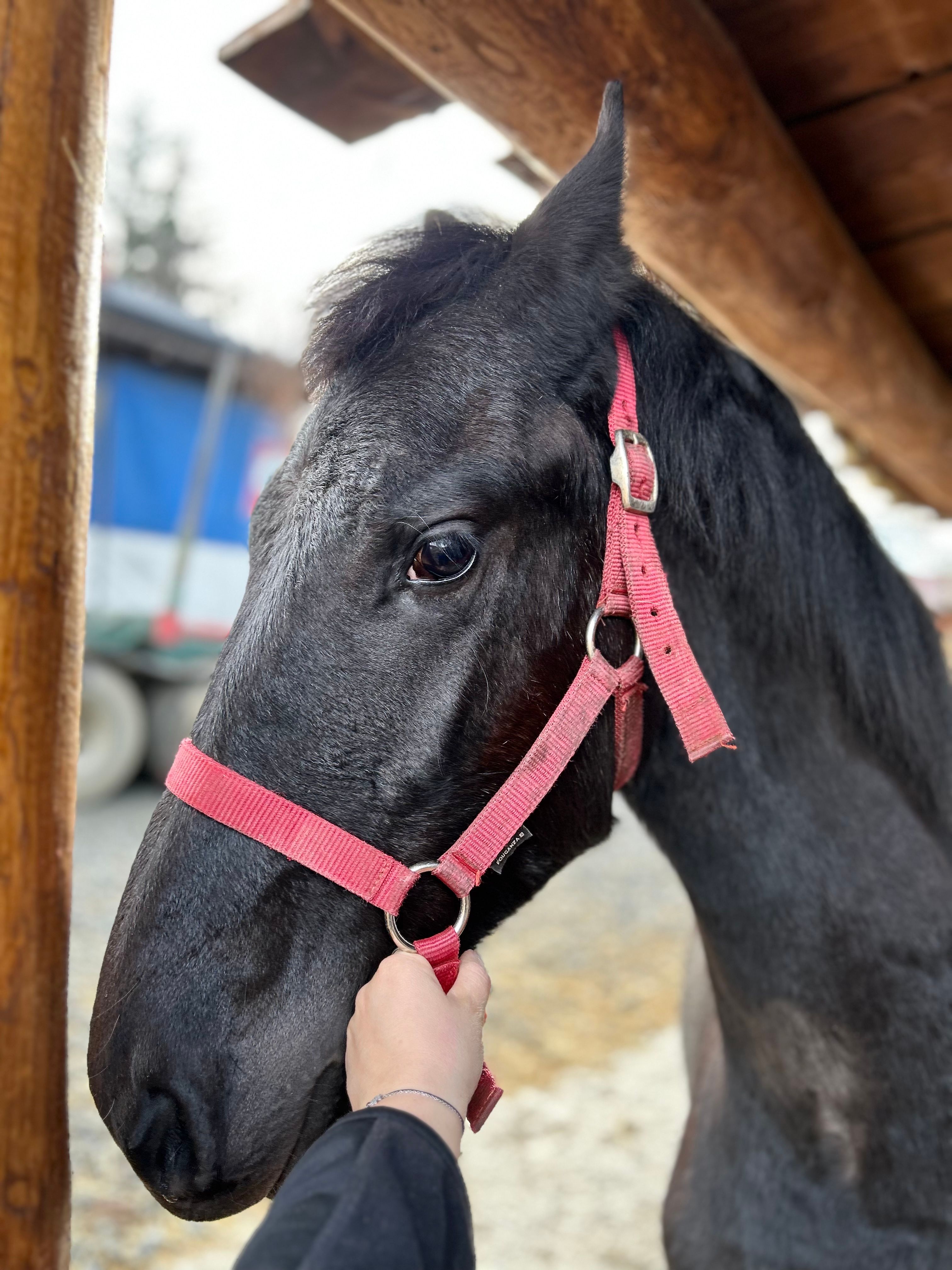 Hand Holding Horse Harness · Free Stock Photo