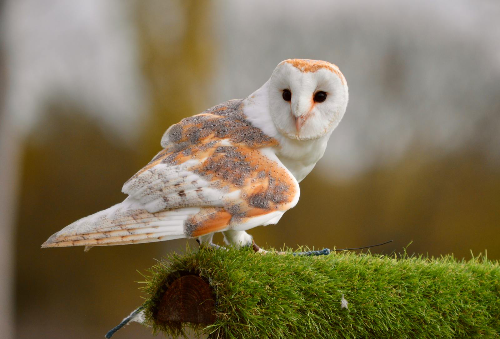 Barn Owl Photos, Download The BEST Free Barn Owl Stock Photos & HD Images