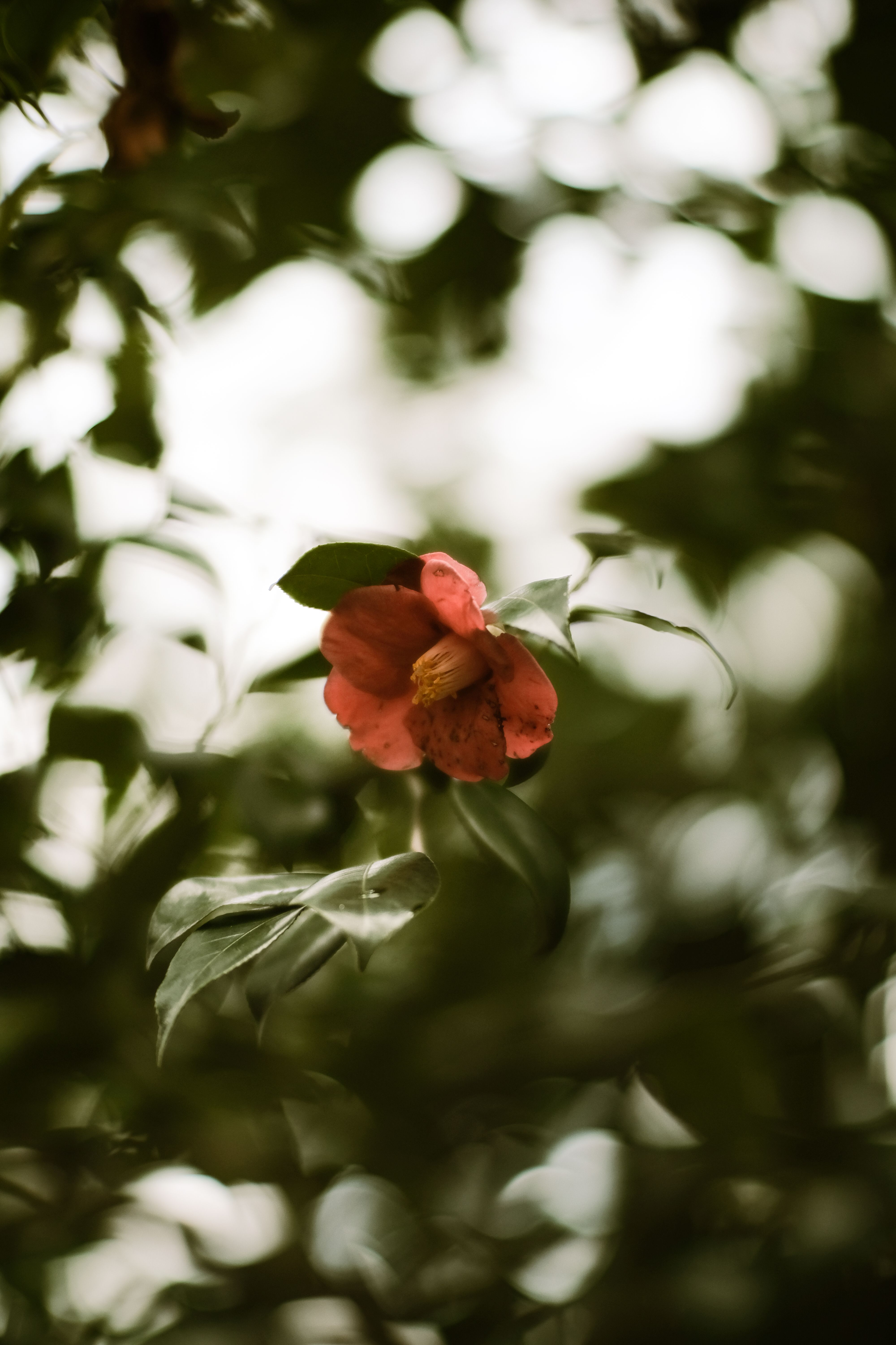 Close-up of Flower Petals · Free Stock Photo
