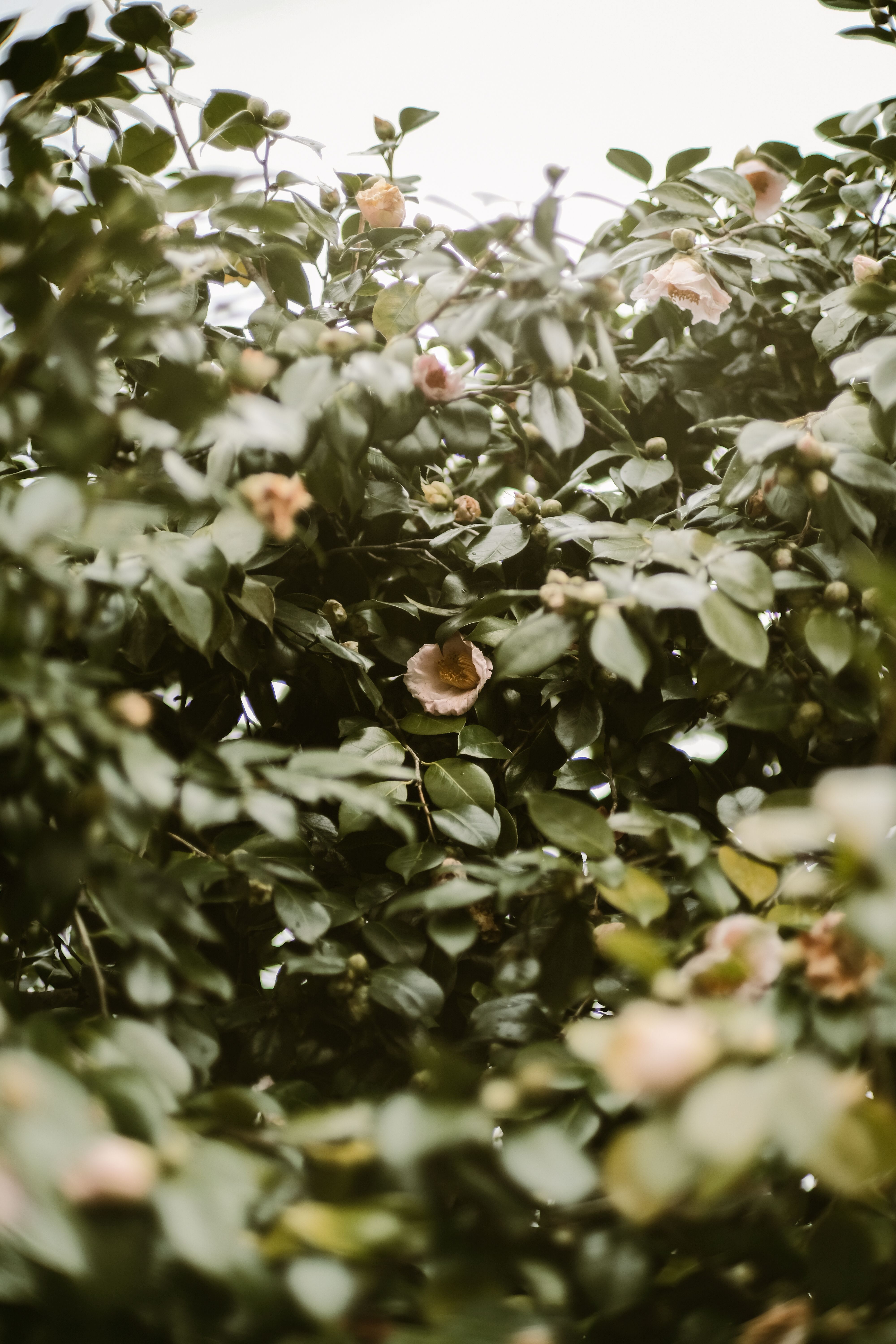 Close up of Green Tree · Free Stock Photo