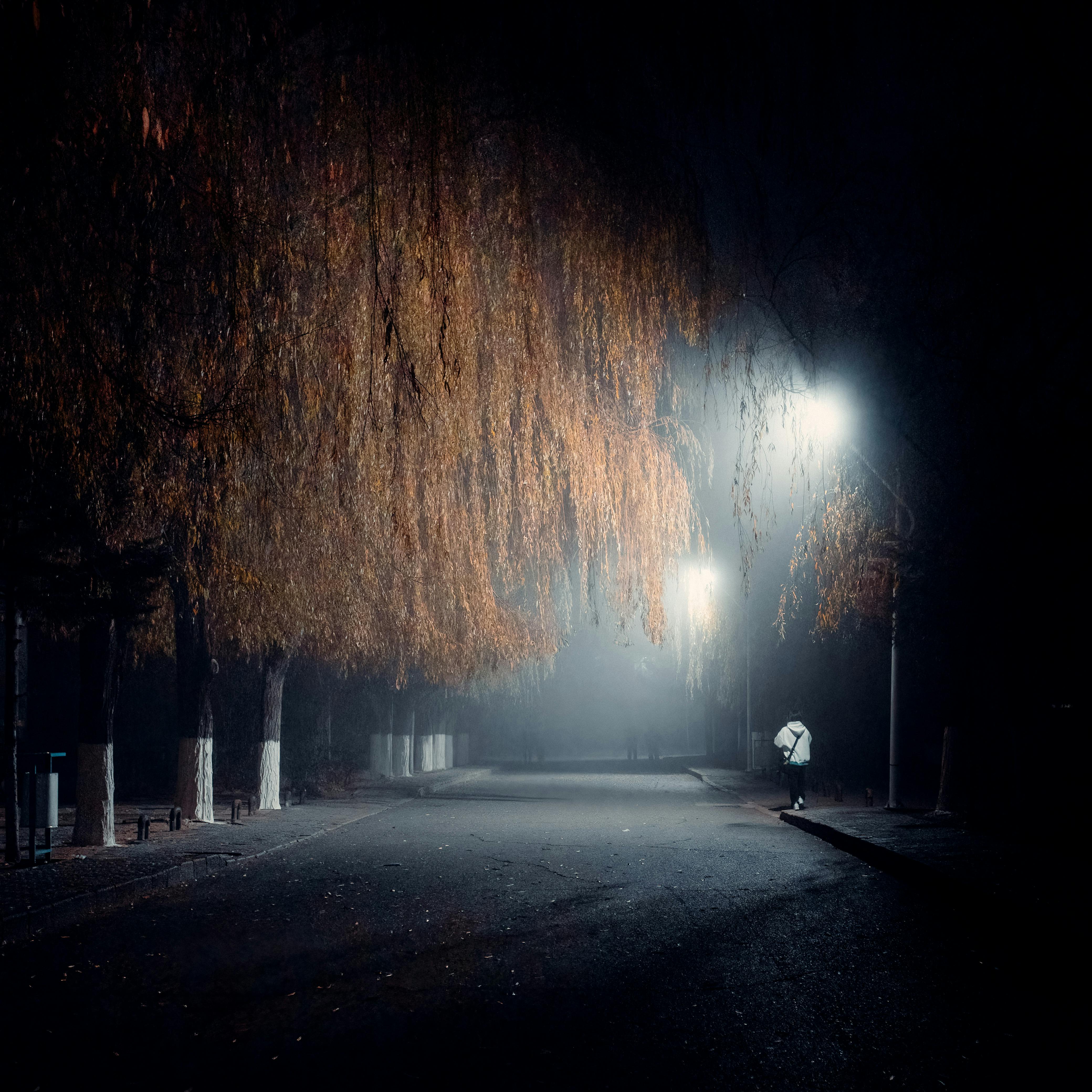 Tree over Street in Street Lamp Light at Night · Free Stock Photo