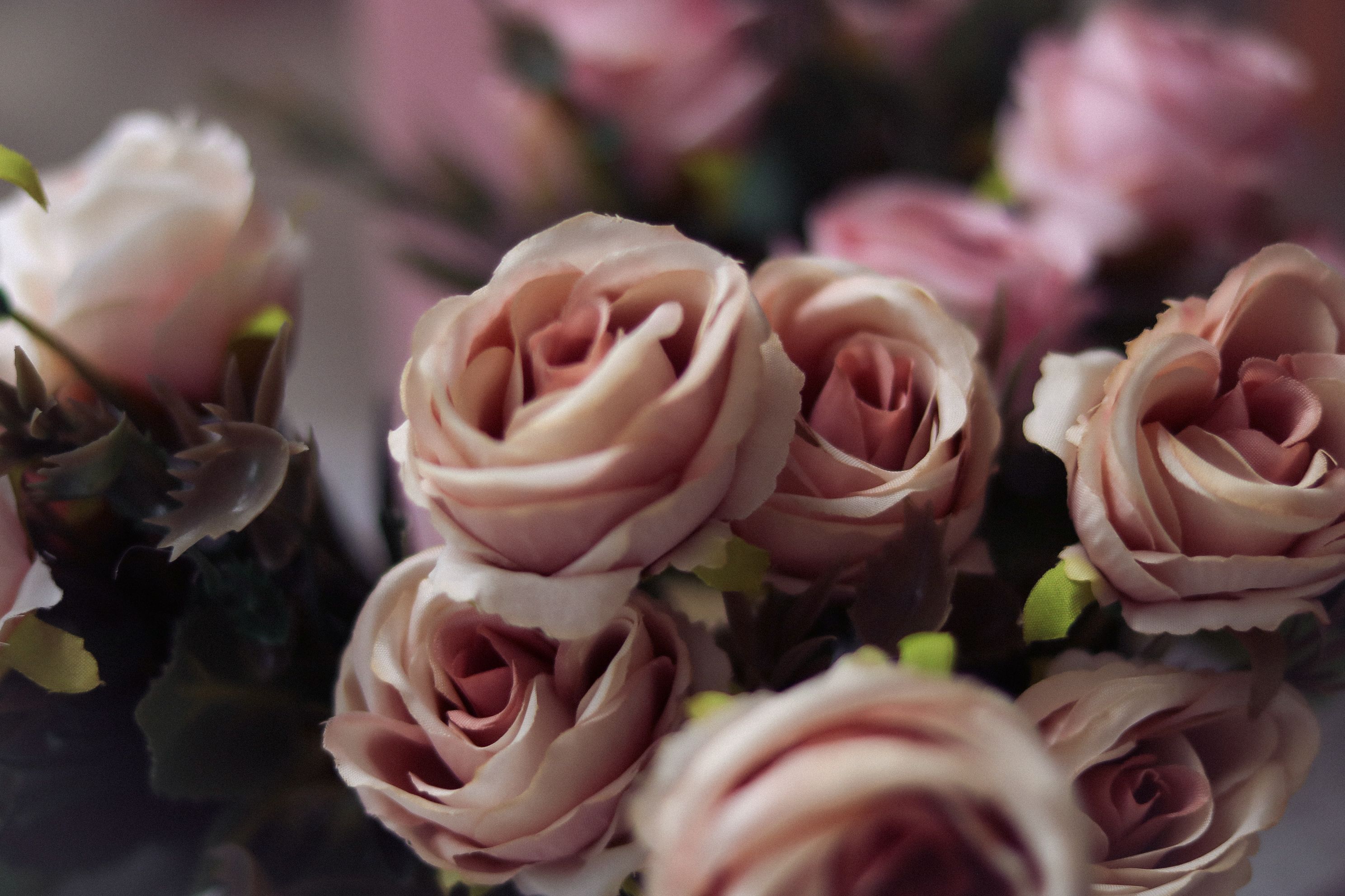 Close up of Pink Roses · Free Stock Photo