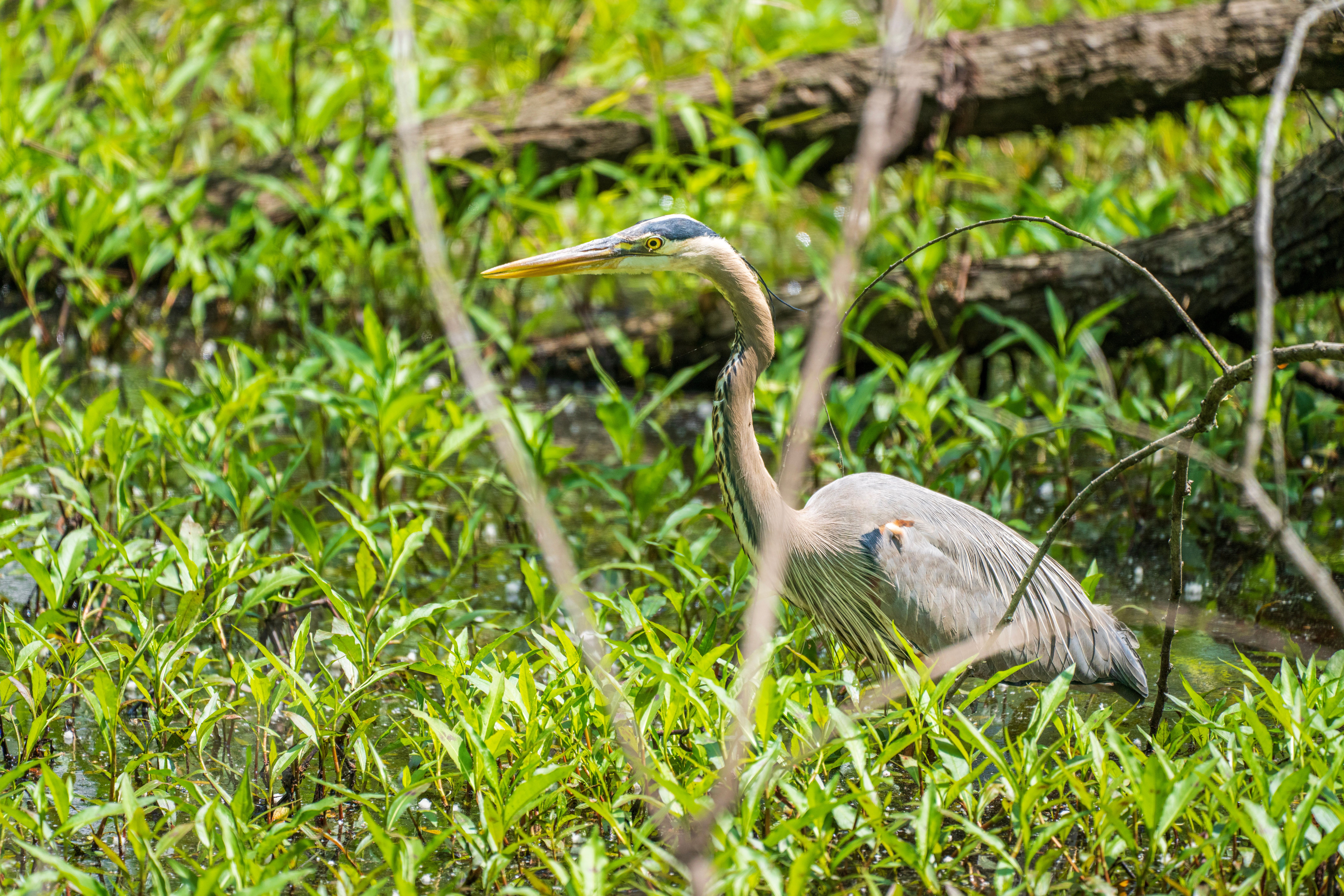 A Heron on a Marsh · Free Stock Photo