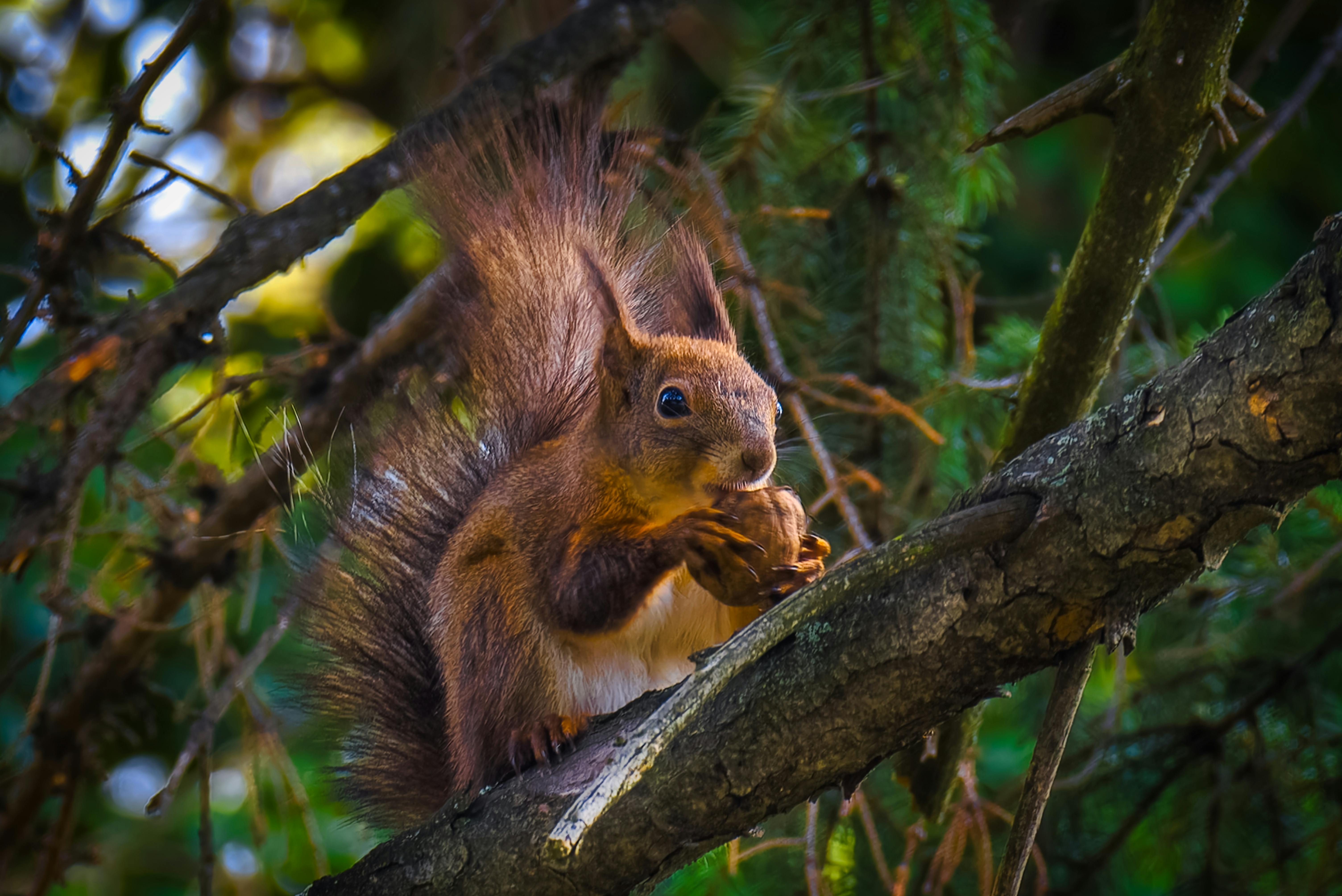 Squirrel with Nut · Free Stock Photo