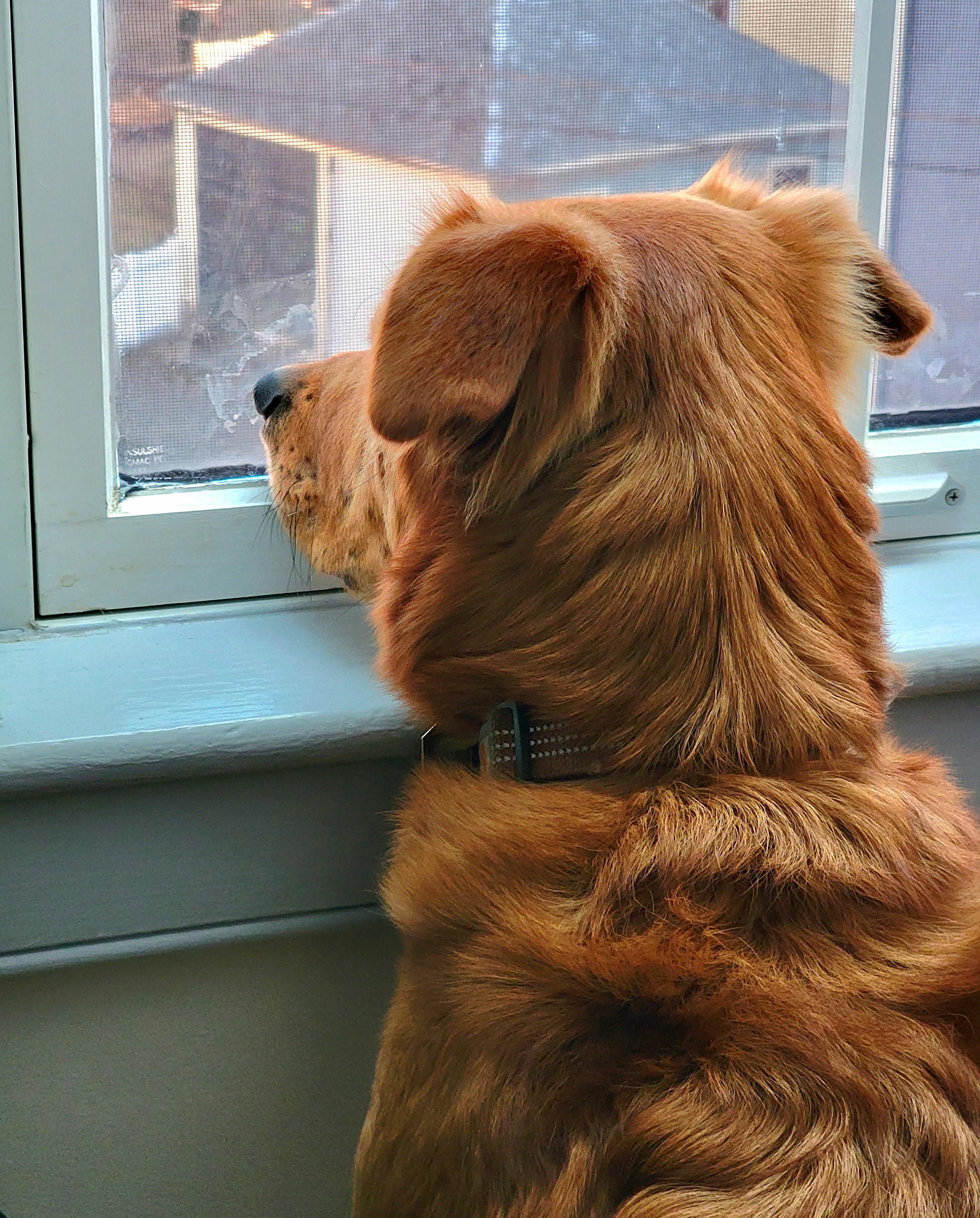 Longing Look Dog Photos, Download The BEST Free Longing Look Dog Stock ...