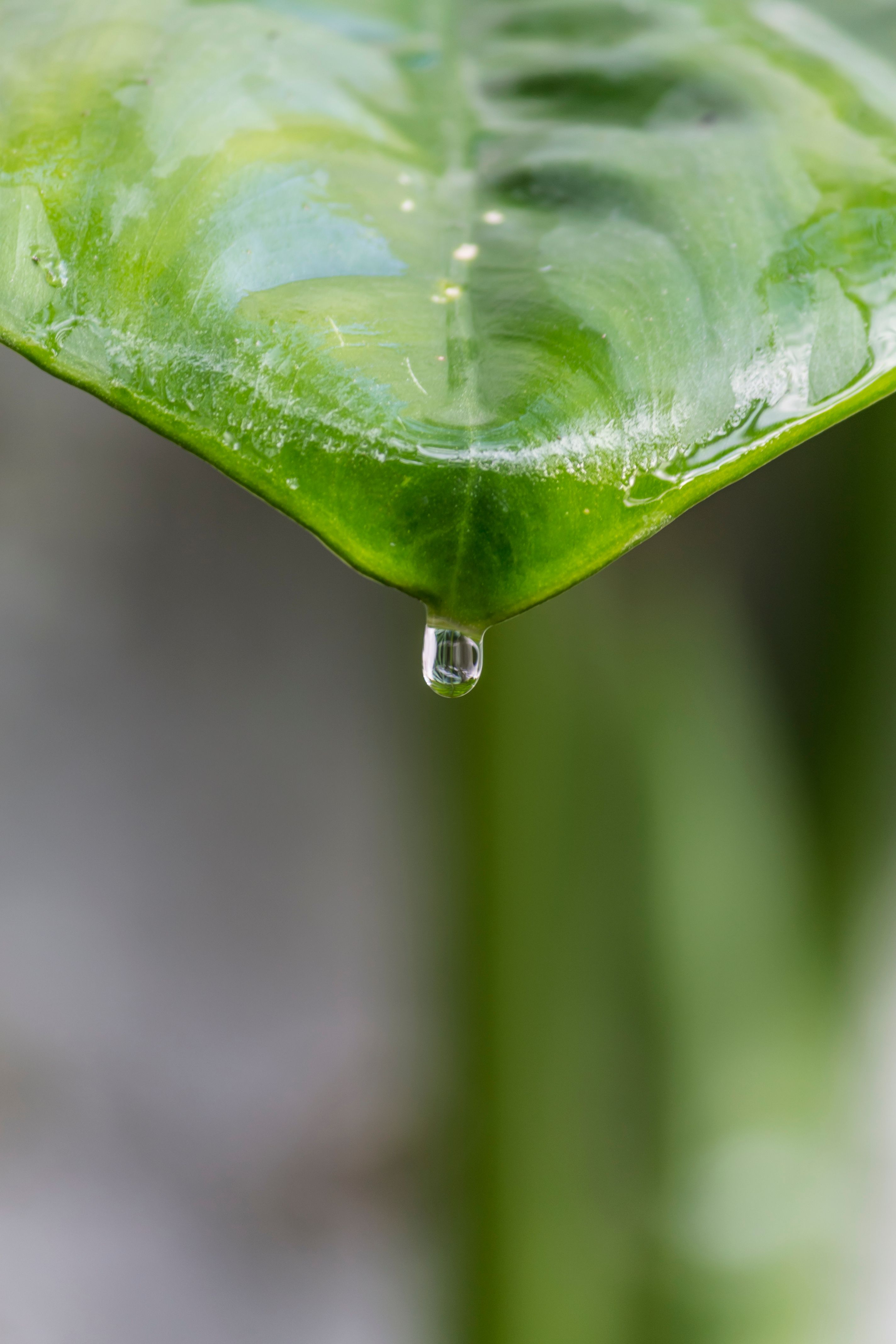 shahidrafique awan - Photography