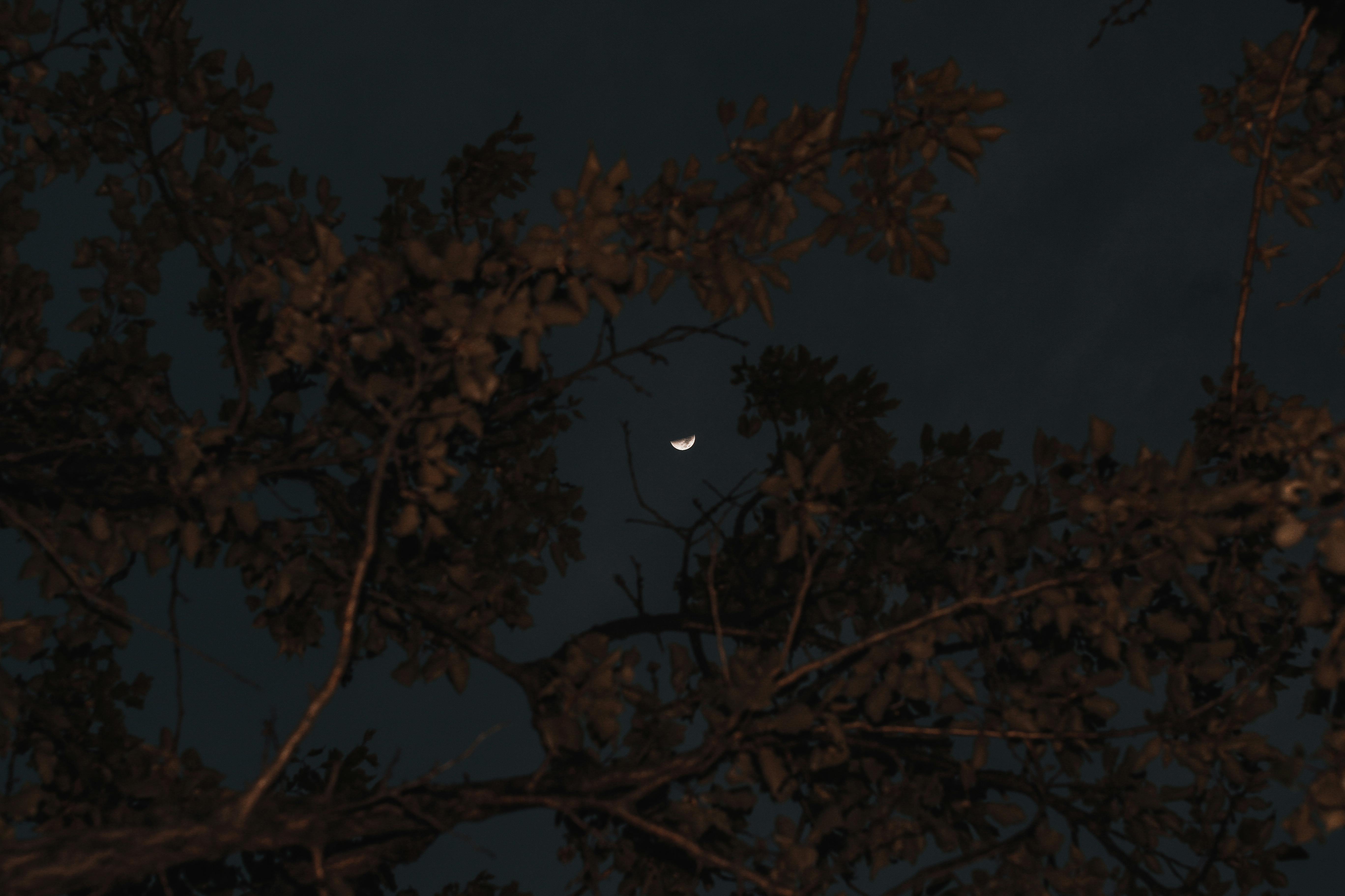 Selective Focus of a Crescent Moon · Free Stock Photo