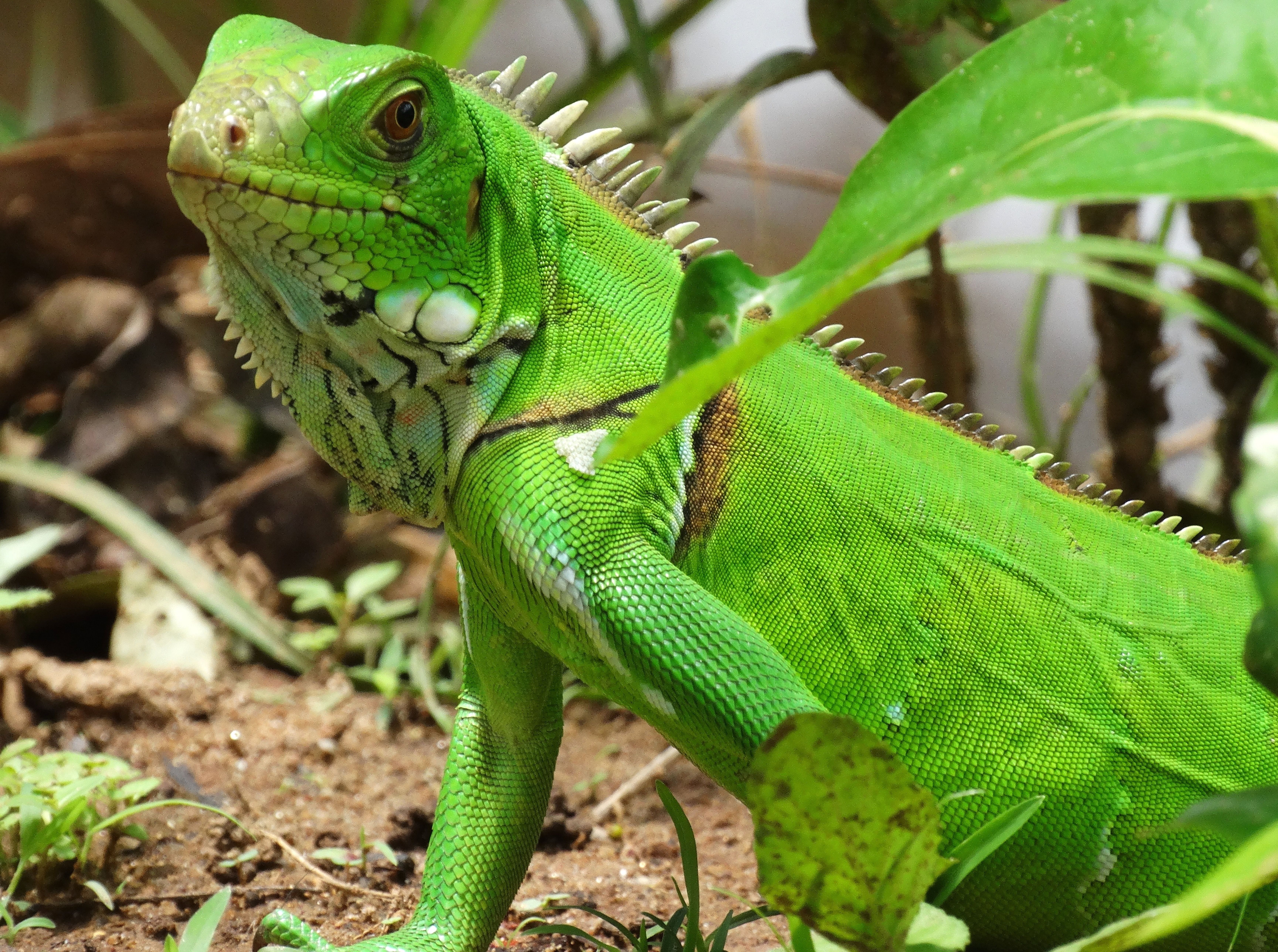 Close-up of Green Iguana · Free Stock Photo