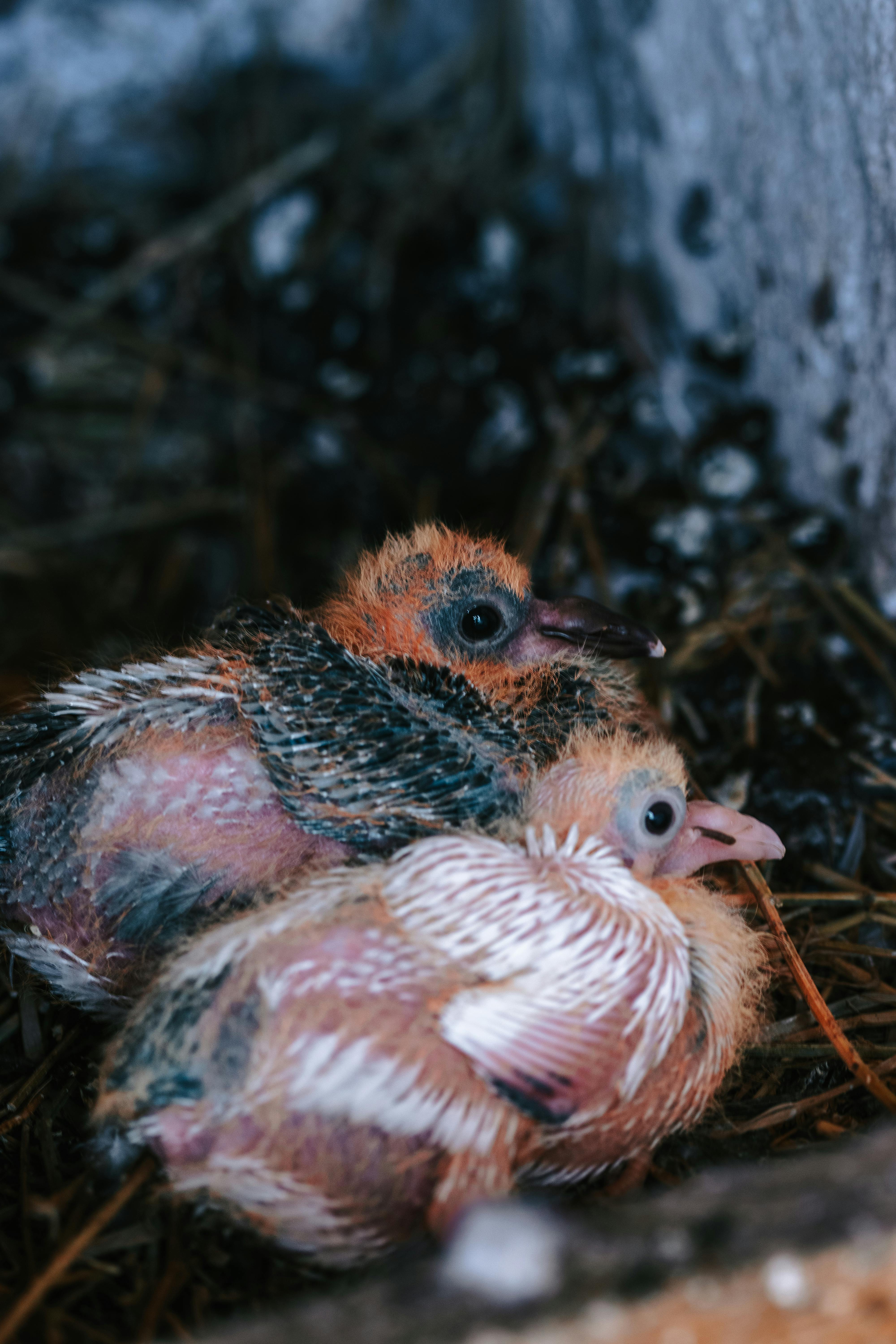 Poultry Breeding Photos, Download The BEST Free Poultry Breeding Stock ...