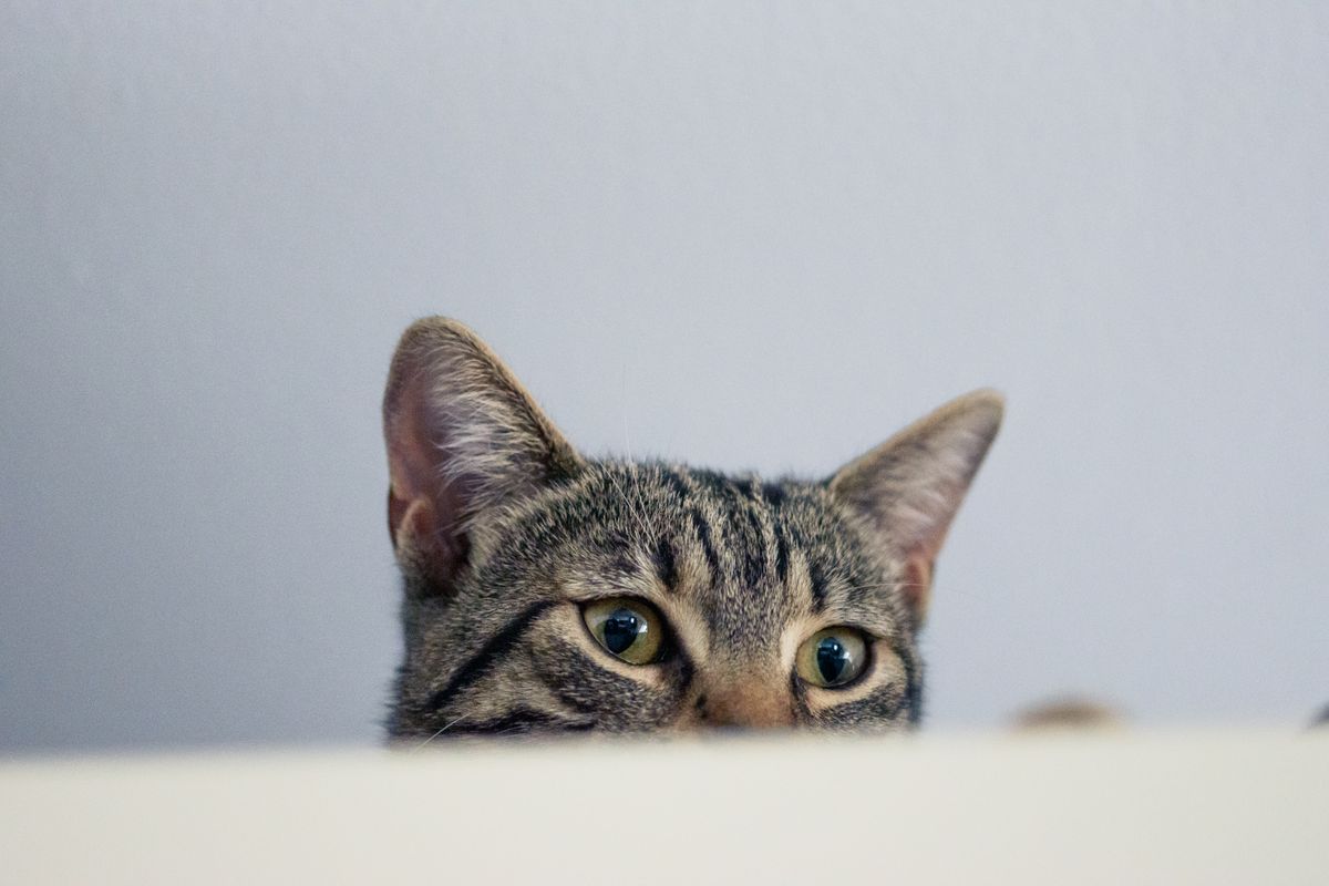 Lurking Photos, Download The BEST Free Lurking Stock Photos & HD Images