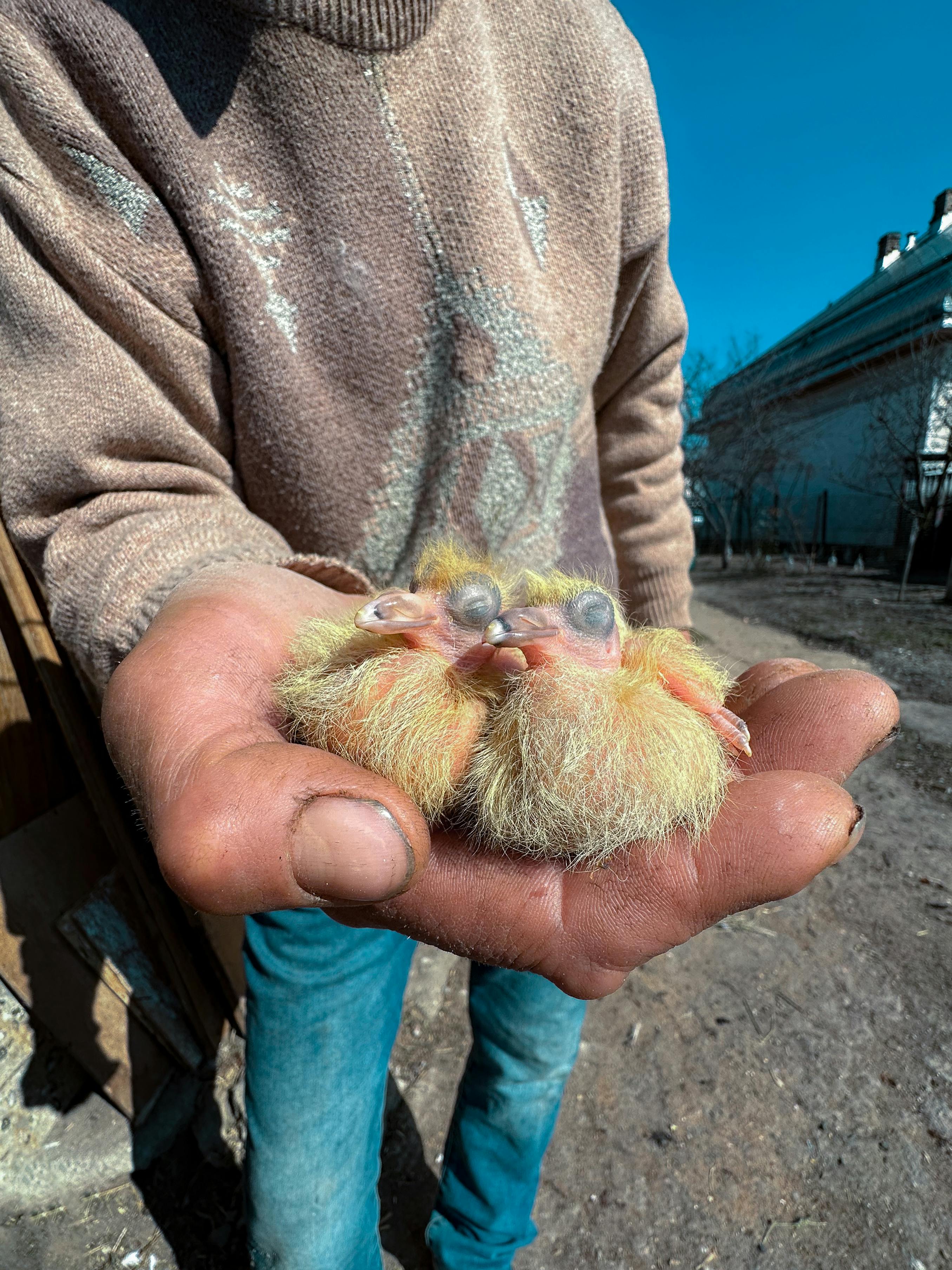 Hand Holding Chicks · Free Stock Photo