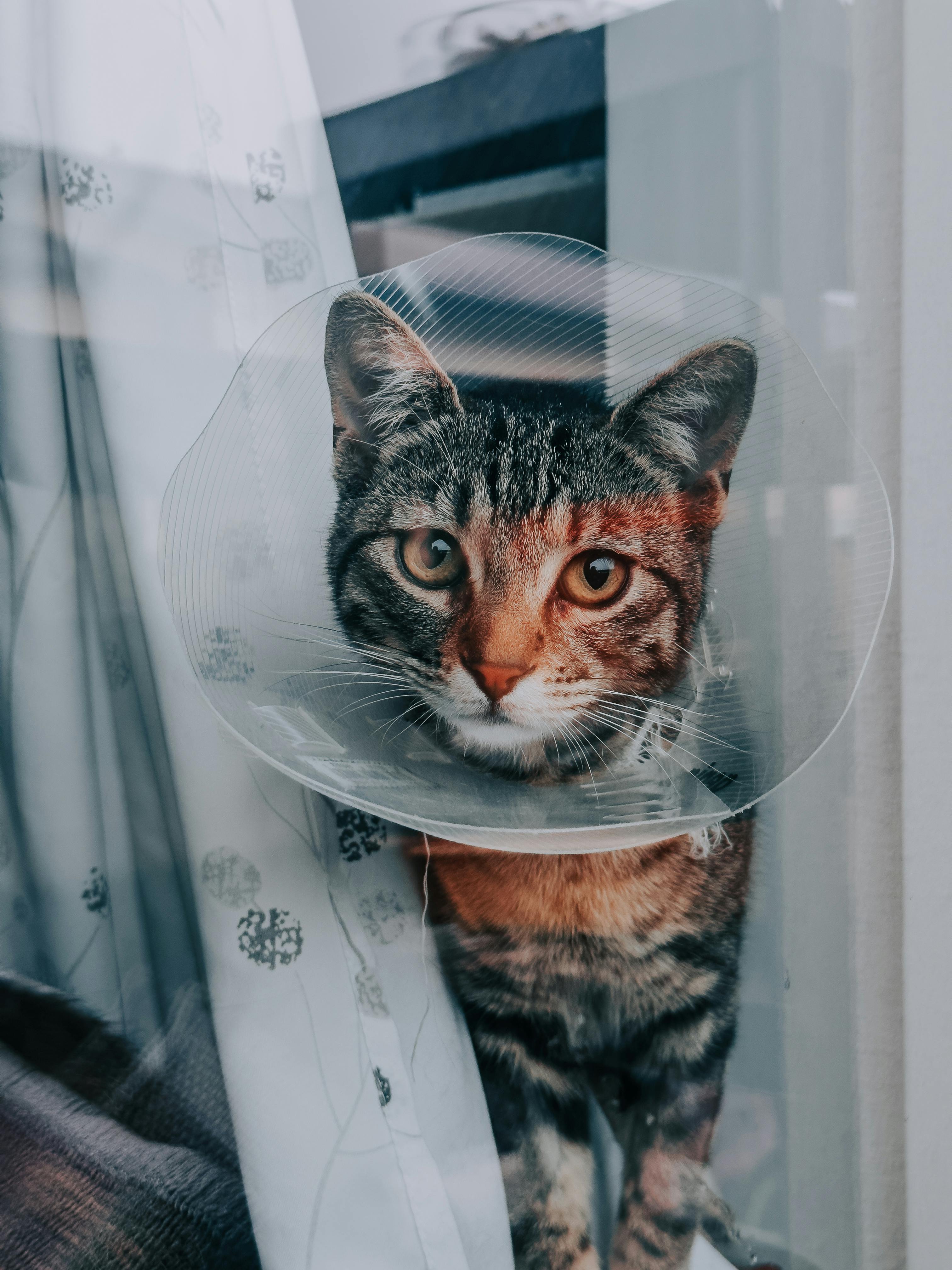 Cat Head in Net · Free Stock Photo