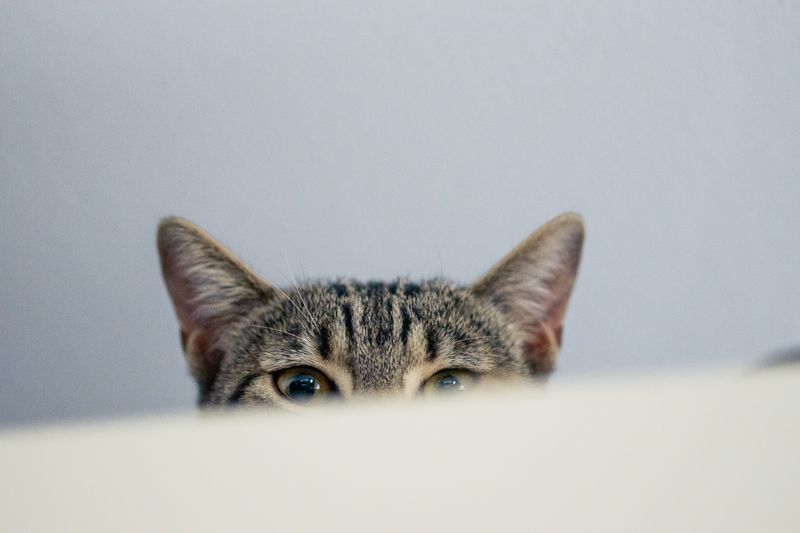 Peting Cat Photos, Download The BEST Free Peting Cat Stock Photos & HD ...